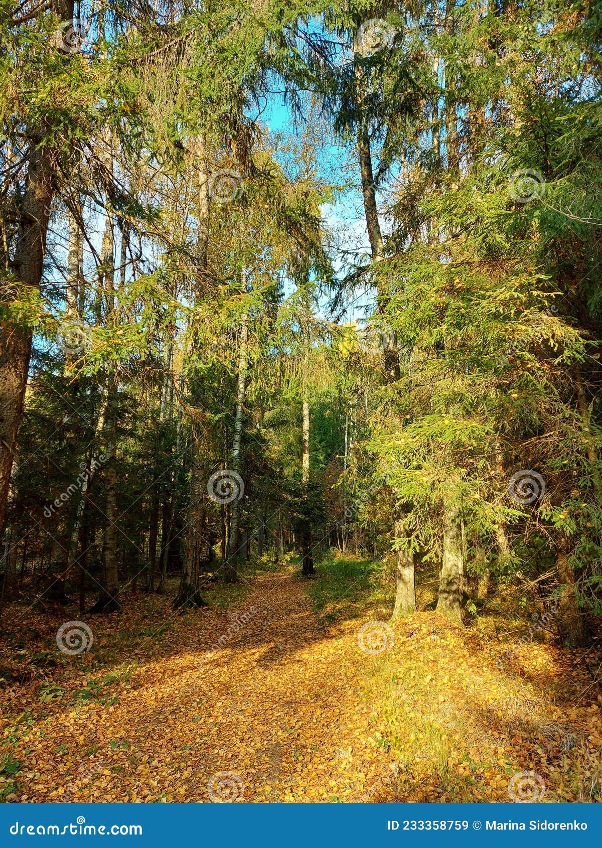 Walk Along the Path in the Forest Stock Image - Image of green, summer ...