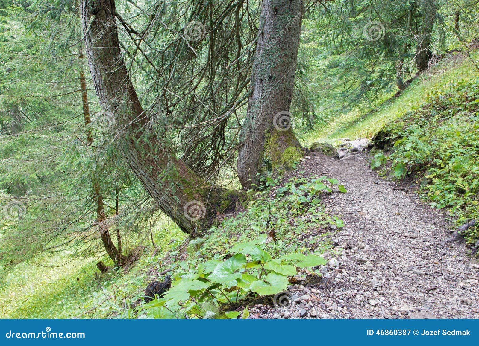 Walk in the Alps Spruce Forest Stock Image - Image of nature, forest ...