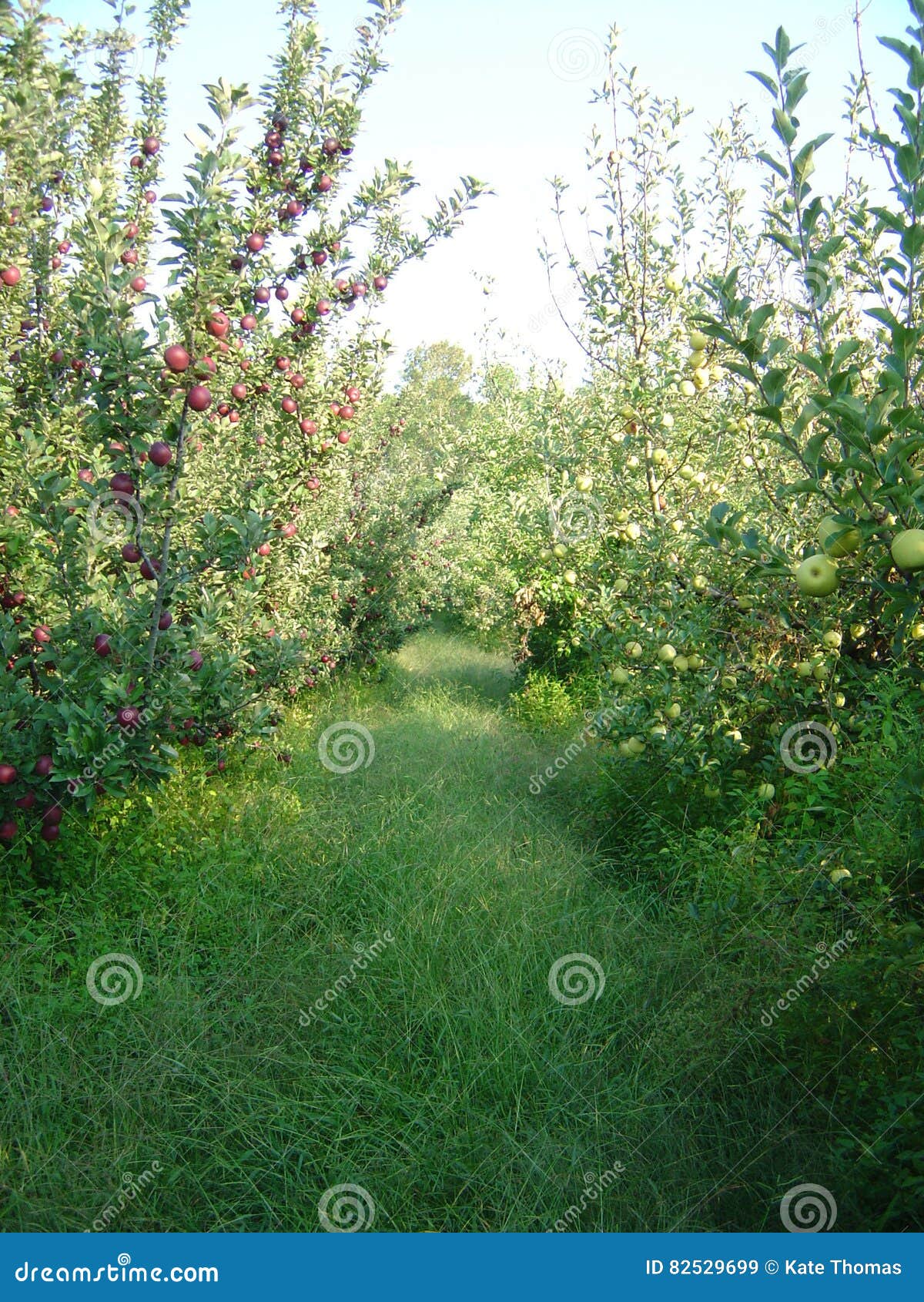 Walk through the Apple Orchard Stock Image - Image of rural, fruit ...