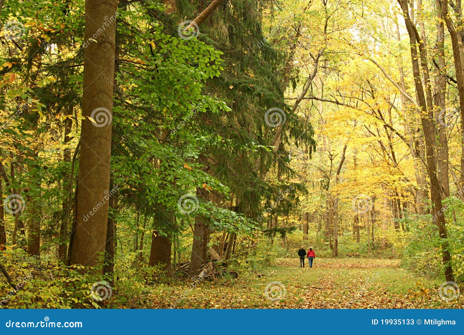 Walk through an Autumn Forest Stock Image - Image of leaves, fall: 19935133