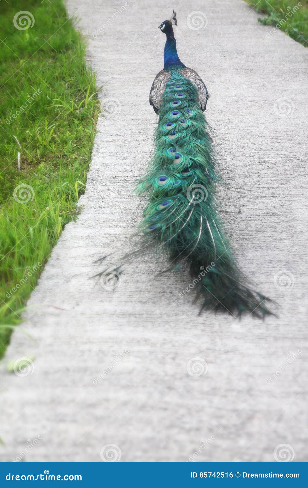Walk Away Peacock stock photo. Image of nature, peacock - 85742516