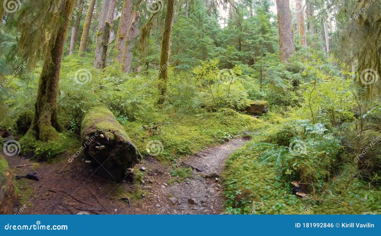 We Walk through the Beautiful Forest. Stock Photo - Image of plants ...