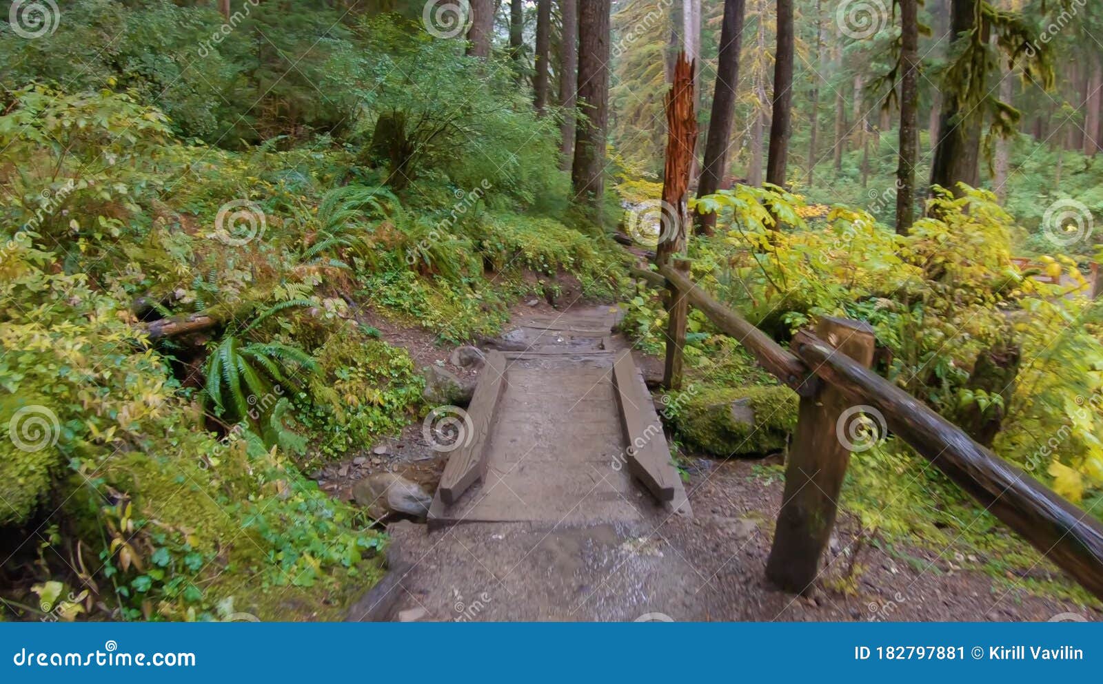 We Walk through the Beautiful Forest. Stock Image - Image of summer ...