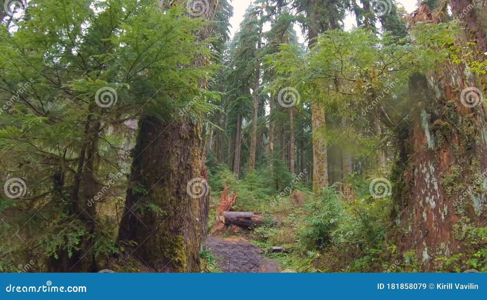 We Walk through a Beautiful Forest. Stock Image - Image of walk ...