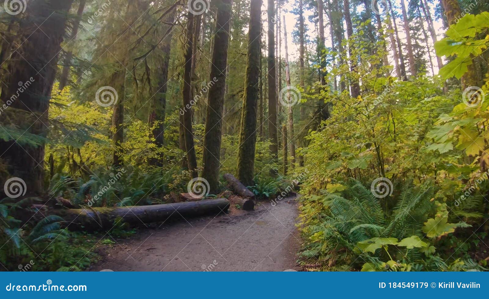 We Walk through the Beautiful Forest. Stock Image - Image of exotic ...