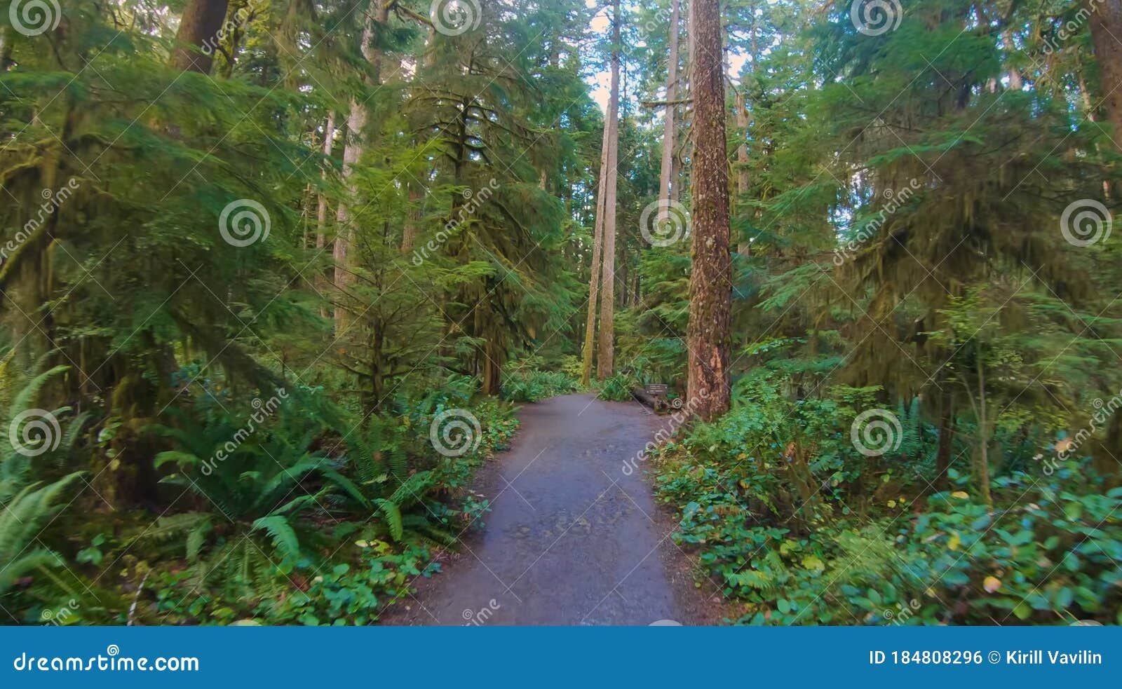 We Walk through the Beautiful Forest. Stock Photo - Image of coniferous ...