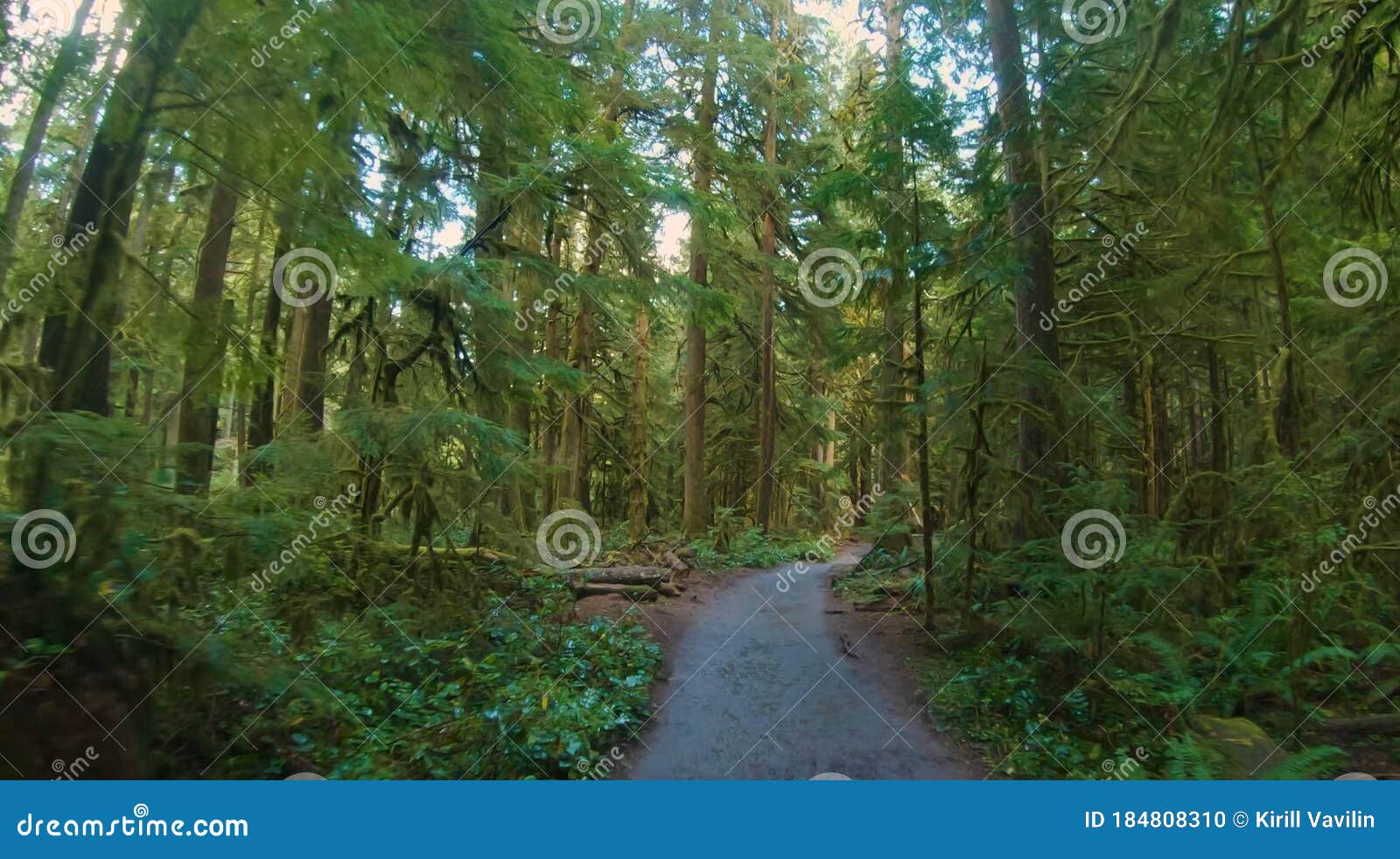 We Walk through the Beautiful Forest. Stock Photo - Image of spruce ...
