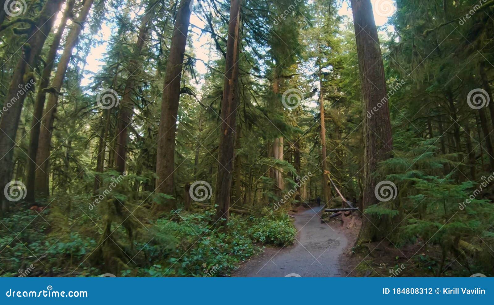We Walk through the Beautiful Forest. Stock Photo - Image of botany ...
