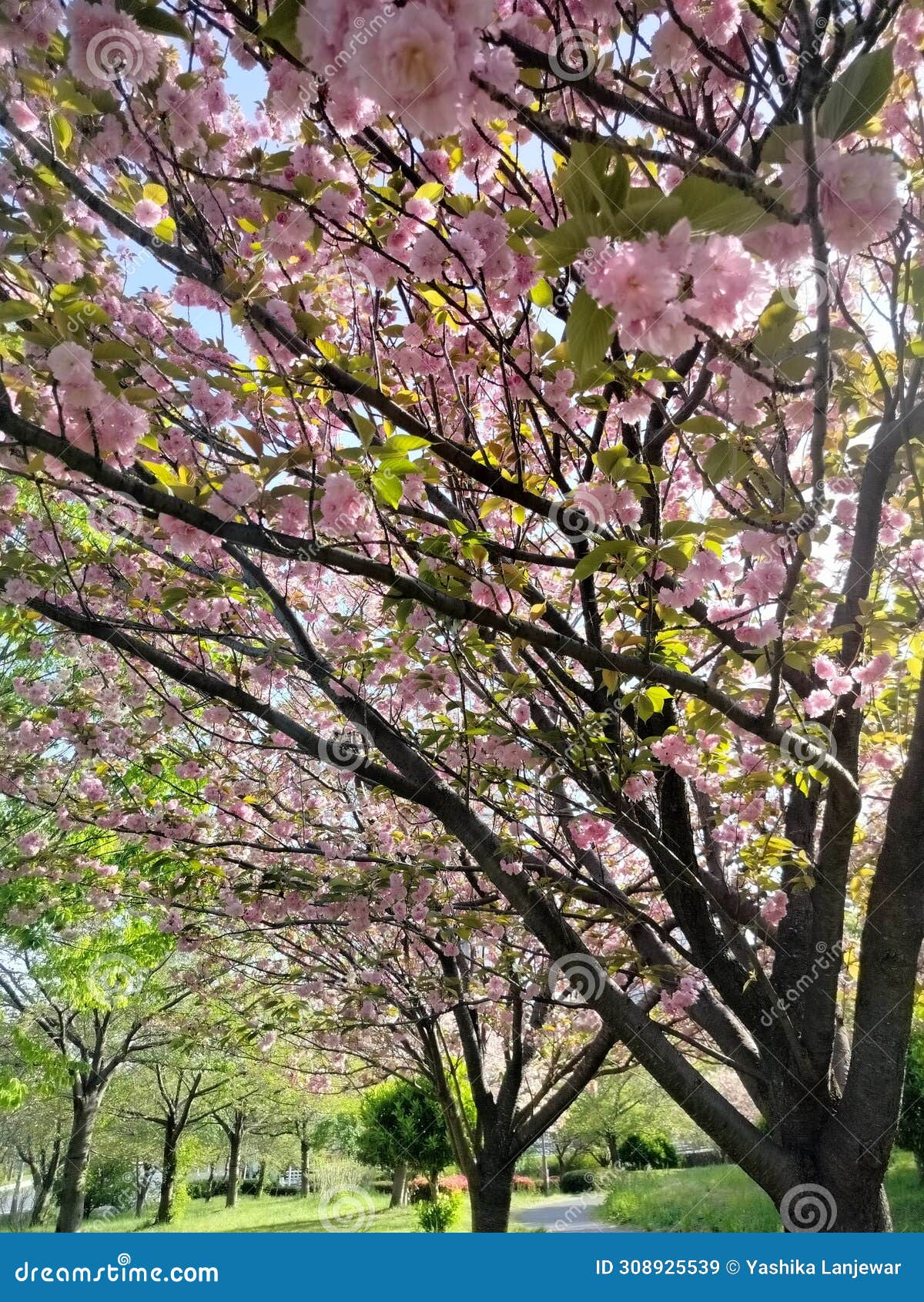 A Walk Beneath the Cherry Blossom Canopy: a Tokyo Dream Stock Image ...