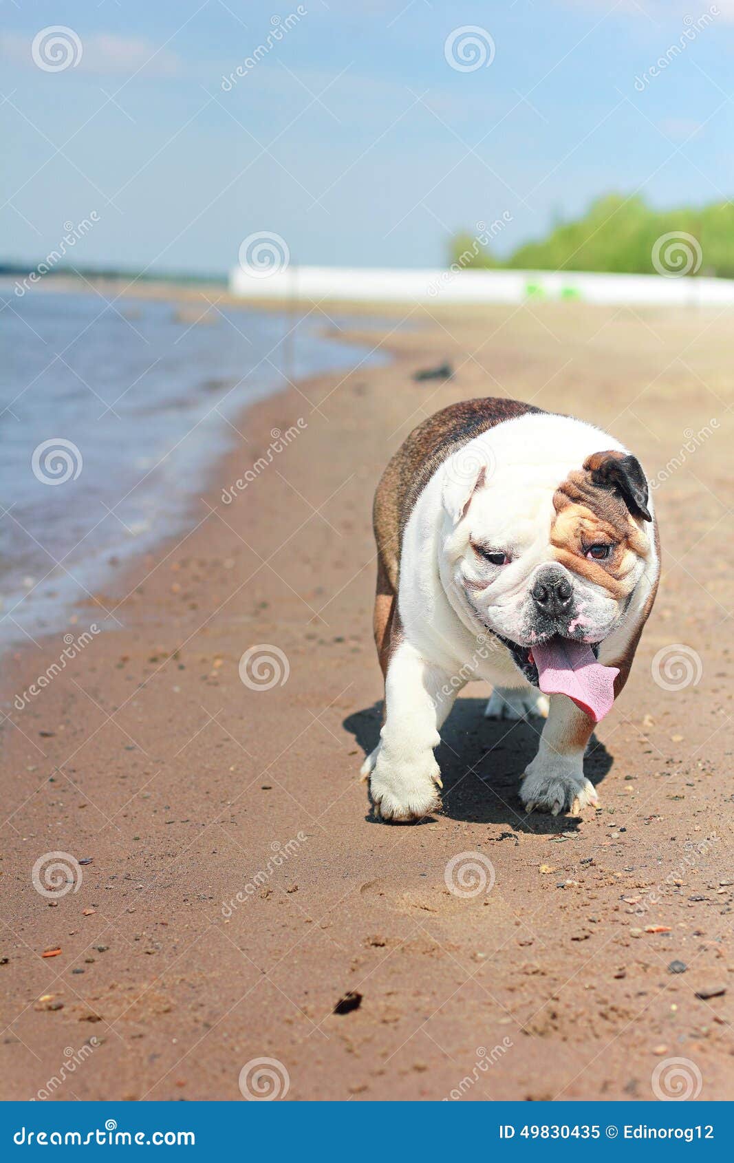 Walk bulldog stock image. Image of beautiful, exploring - 49830435