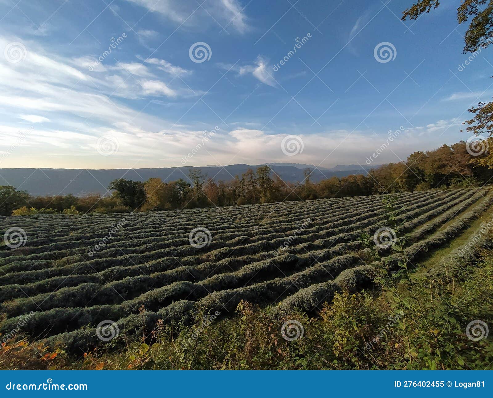 A Walk in the Countryside of Verona City Stock Image - Image of ...