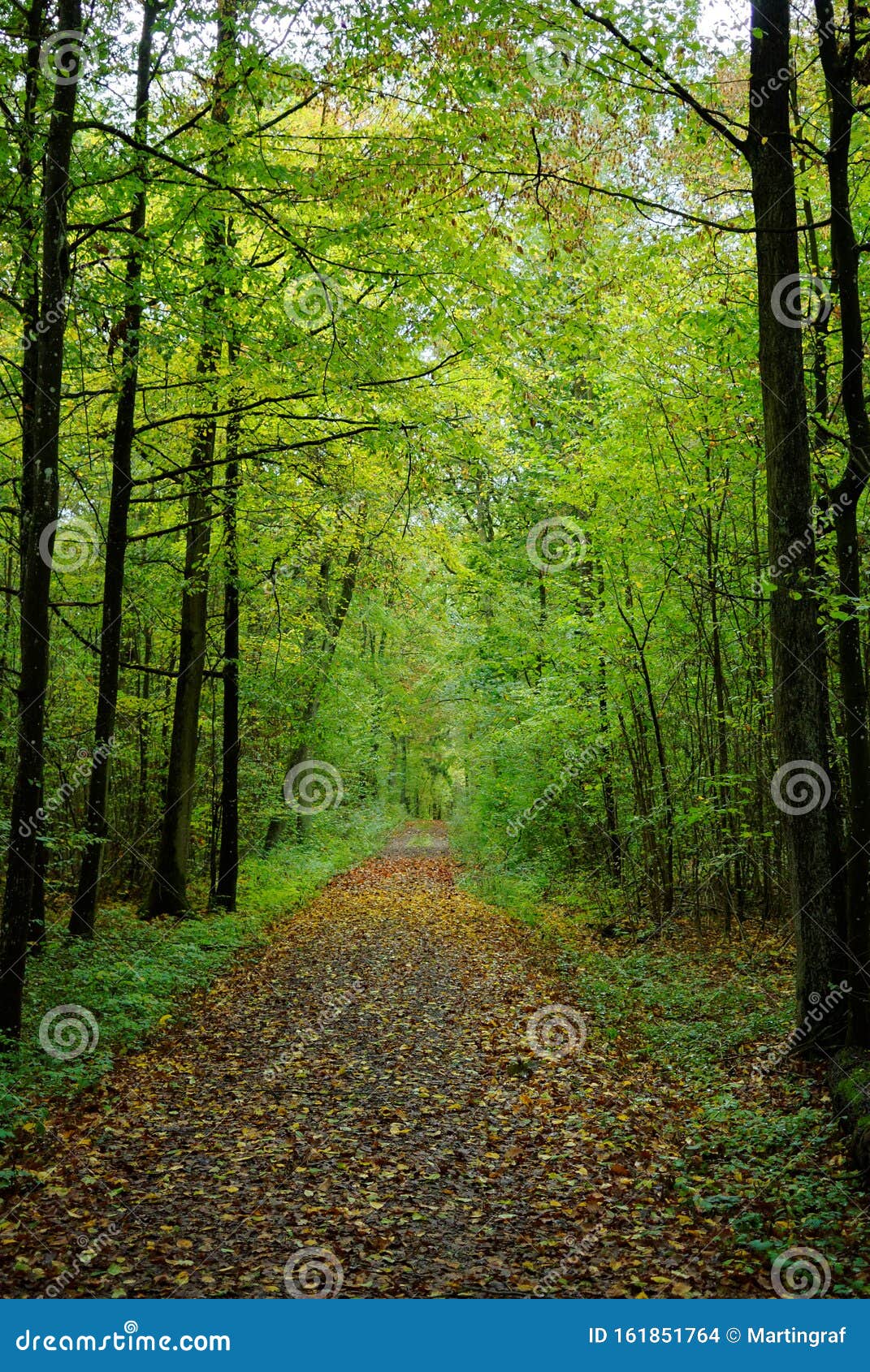Walk through the Green Damp Fall Forest Landscape for Serenity Stock ...