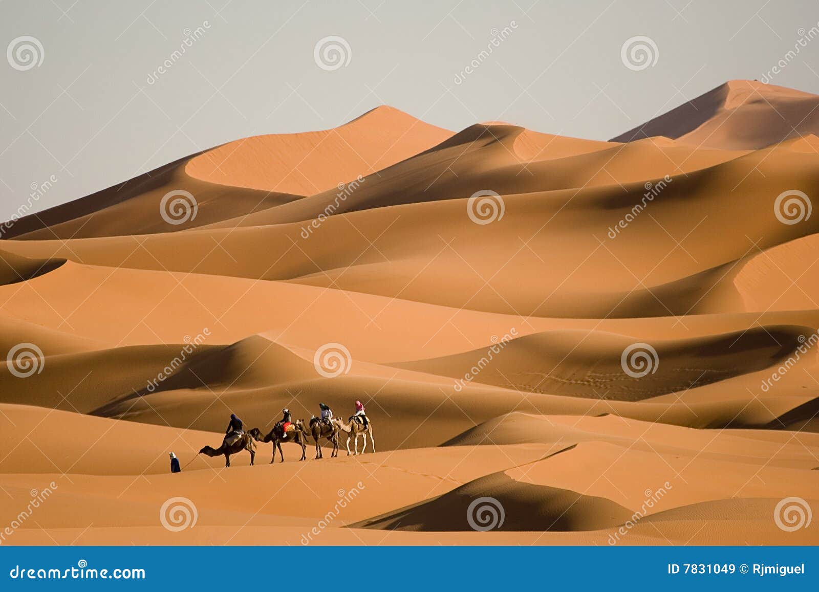 Walk in the desert stock image. Image of nature, caravan - 7831049
