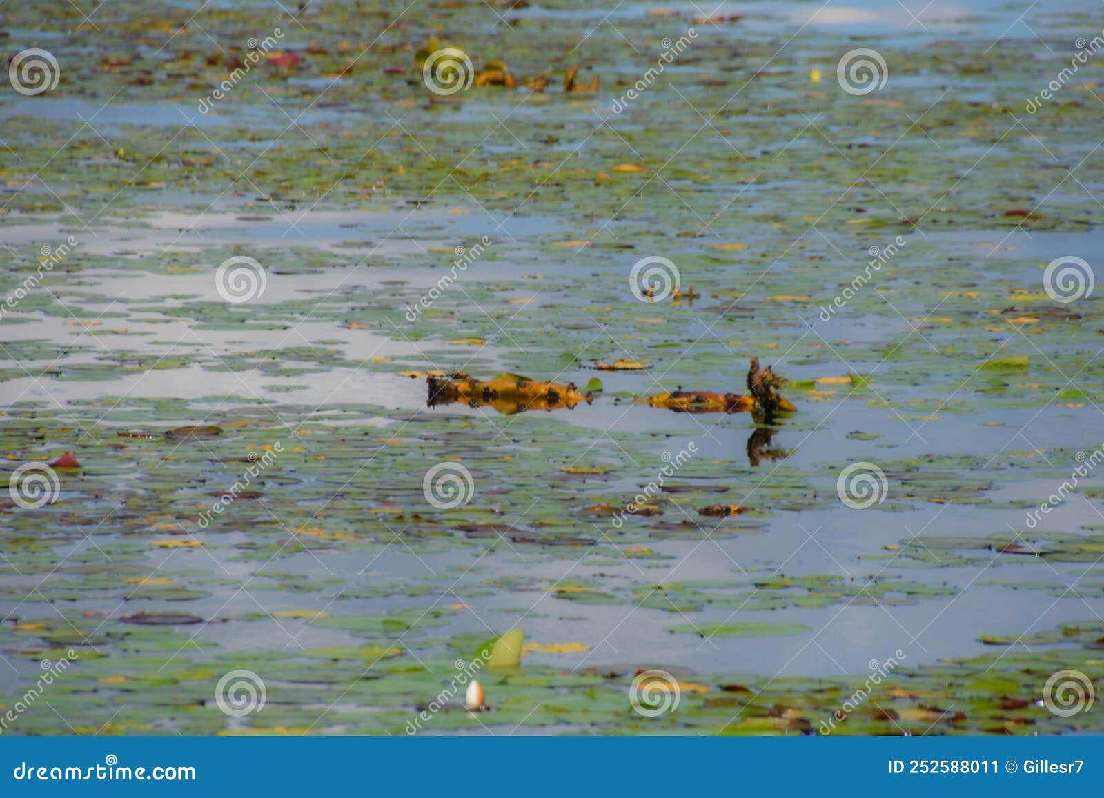 Walk on the Edge of a Marsh Stock Image - Image of walk, edge: 252588011