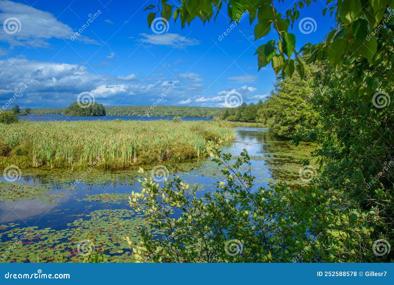 Walk on the Edge of a Marsh Stock Photo - Image of lake, aquatic: 252588578