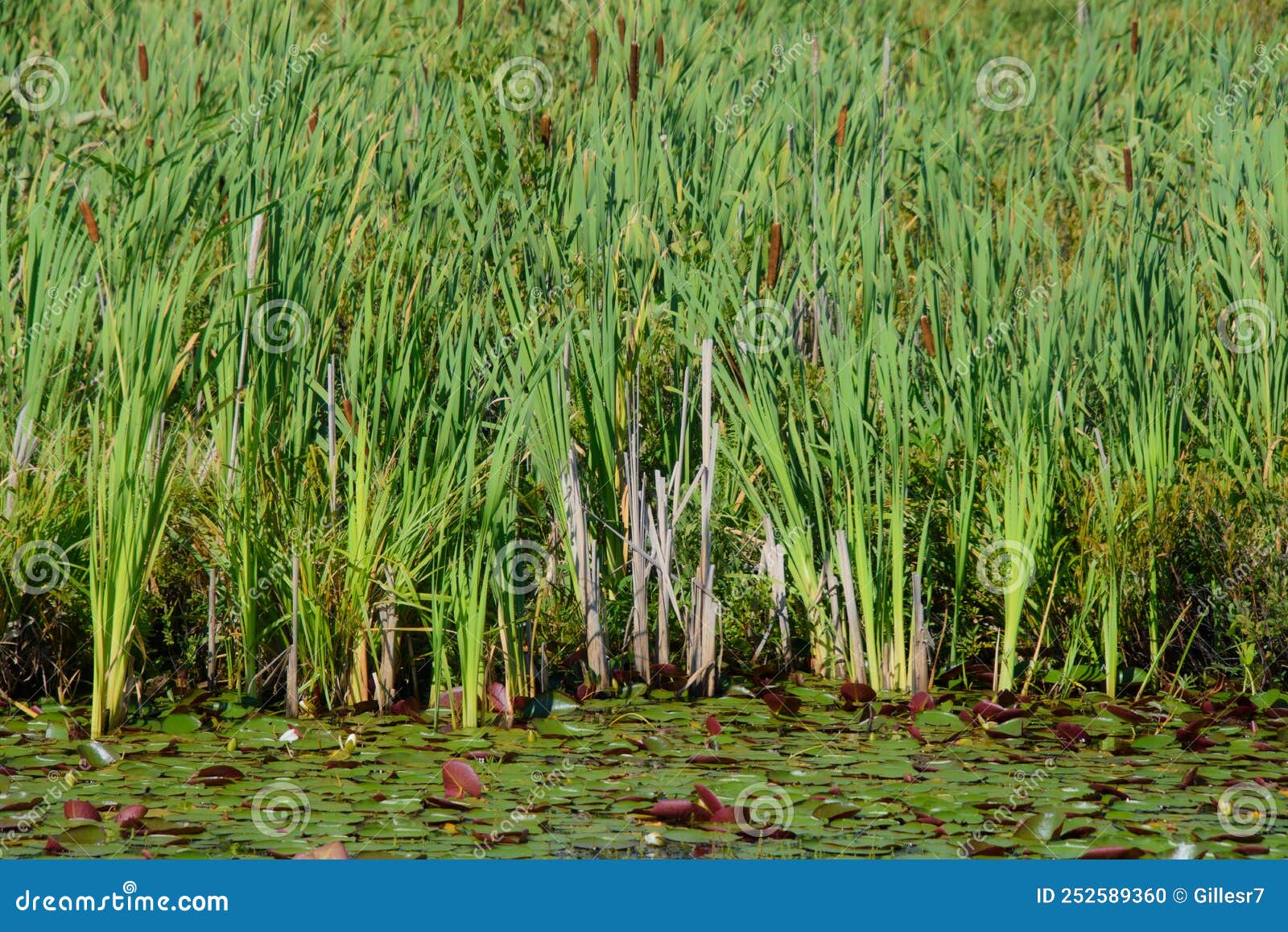 Walk on the Edge of a Marsh Stock Photo - Image of walk, garden: 252589360