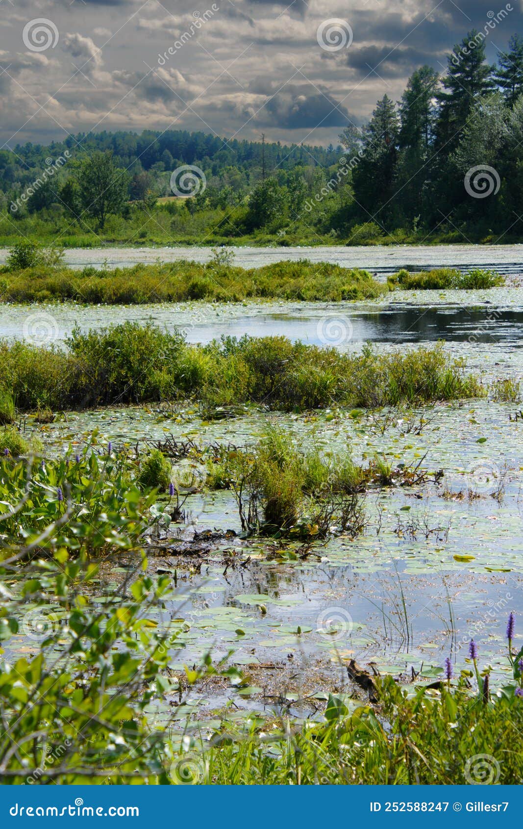 Walk on the Edge of a Marsh Stock Image - Image of environment, pattern ...