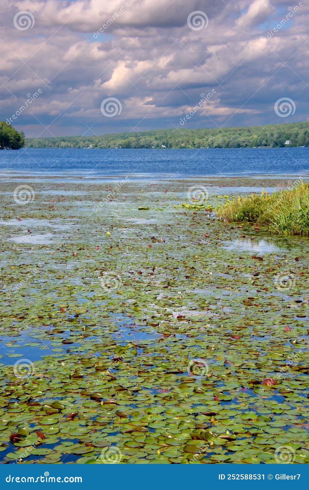 Walk on the Edge of a Marsh Stock Image - Image of leaf, forest: 252588531