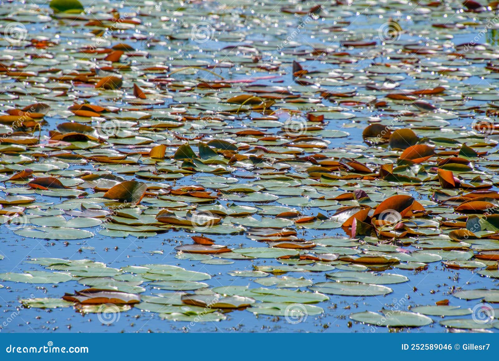 Walk on the Edge of a Marsh Stock Photo - Image of flora, walk: 252589046