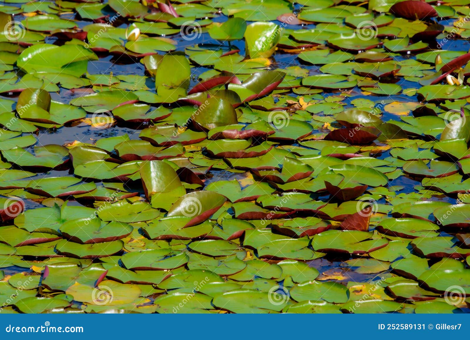 Walk on the Edge of a Marsh Stock Image - Image of nature, edge: 252589131