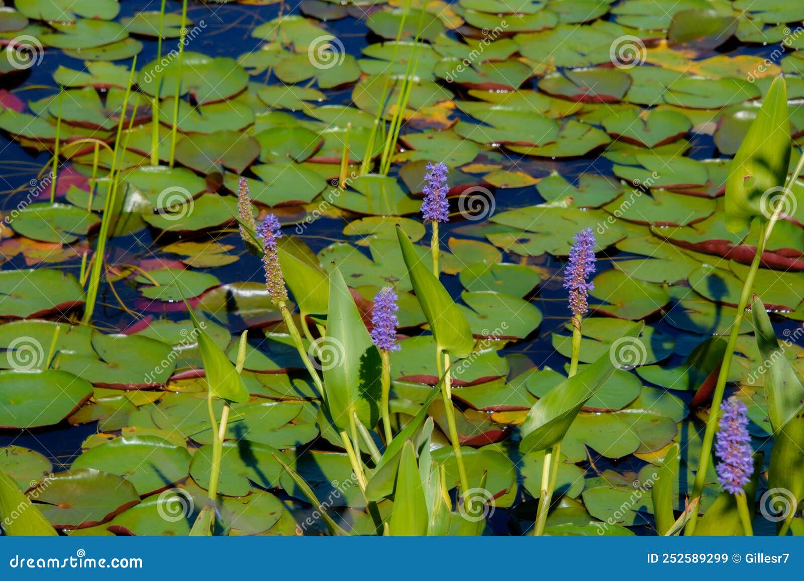 Walk on the Edge of a Marsh Stock Image - Image of quebec, texture ...