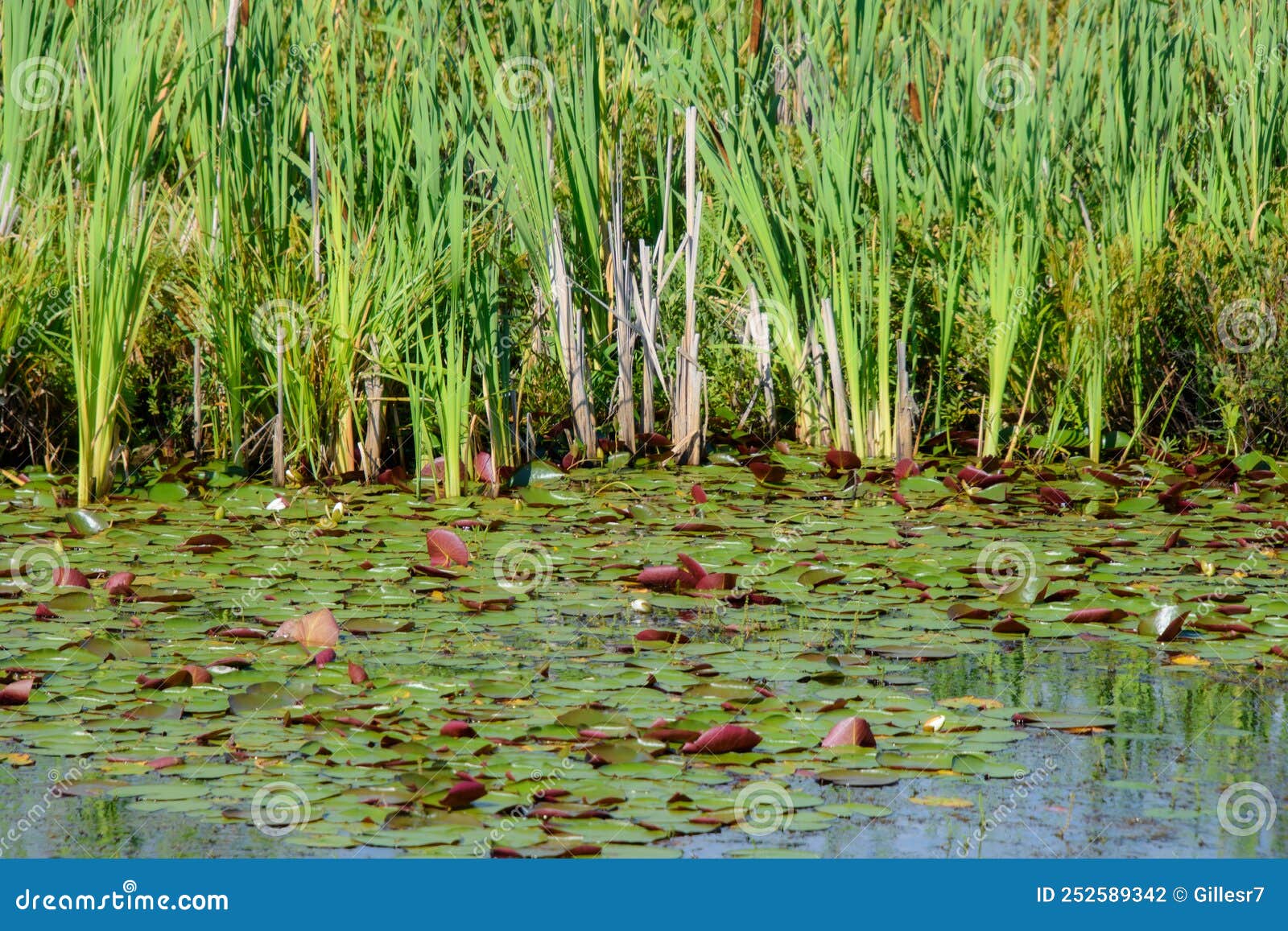 Walk on the Edge of a Marsh Stock Photo - Image of garden, forest ...