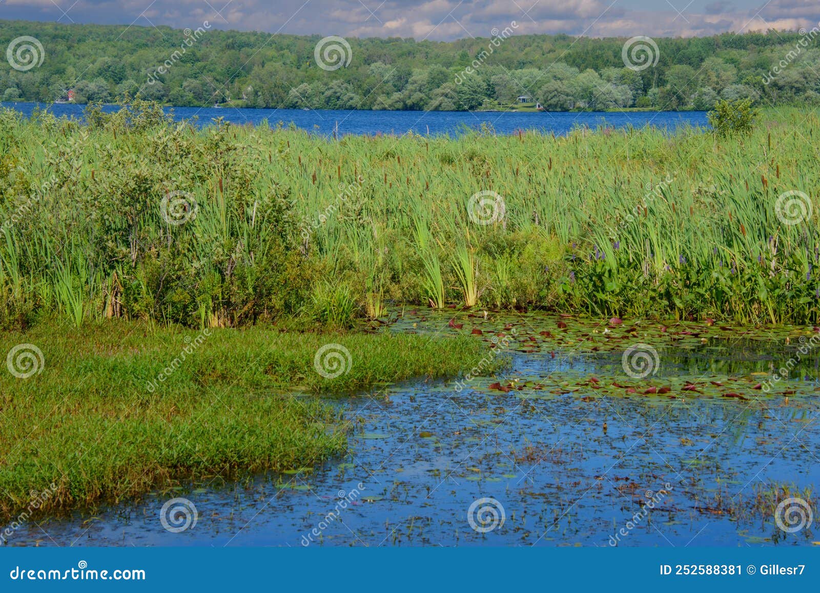 Walk on the Edge of a Marsh Stock Image - Image of marsh, natural ...