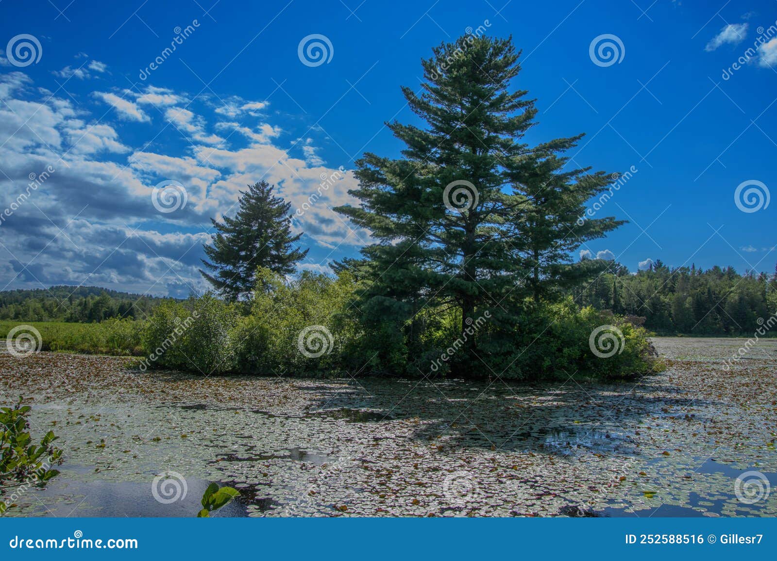 Walk on the Edge of a Marsh Stock Photo - Image of floral, lake: 252588516