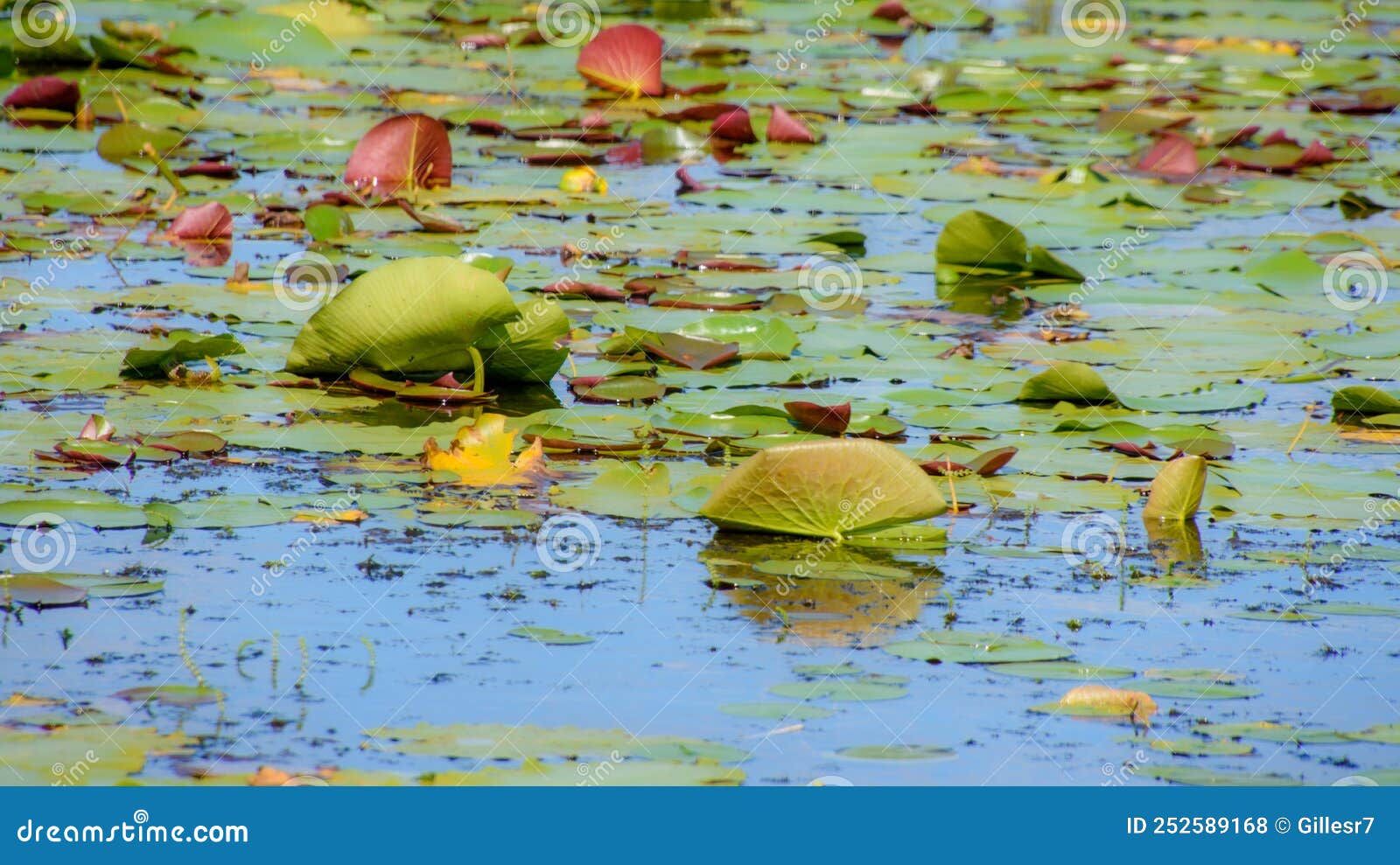 Walk on the Edge of a Marsh Stock Photo - Image of environment, texture ...