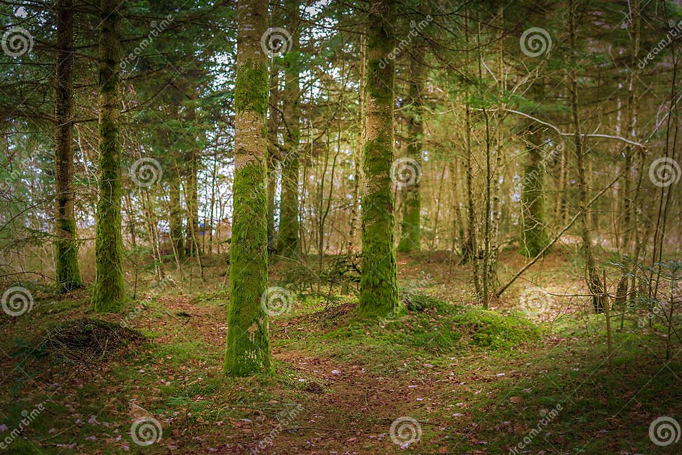 Walk in the Enchanted Forest on a Gray Day Stock Image - Image of light ...