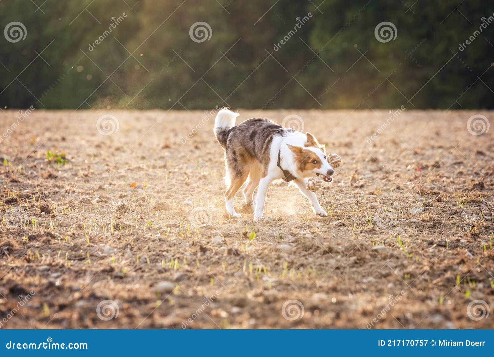 Walk on a Field, Unleashed Dog Playing with a Tow Stock Image - Image ...