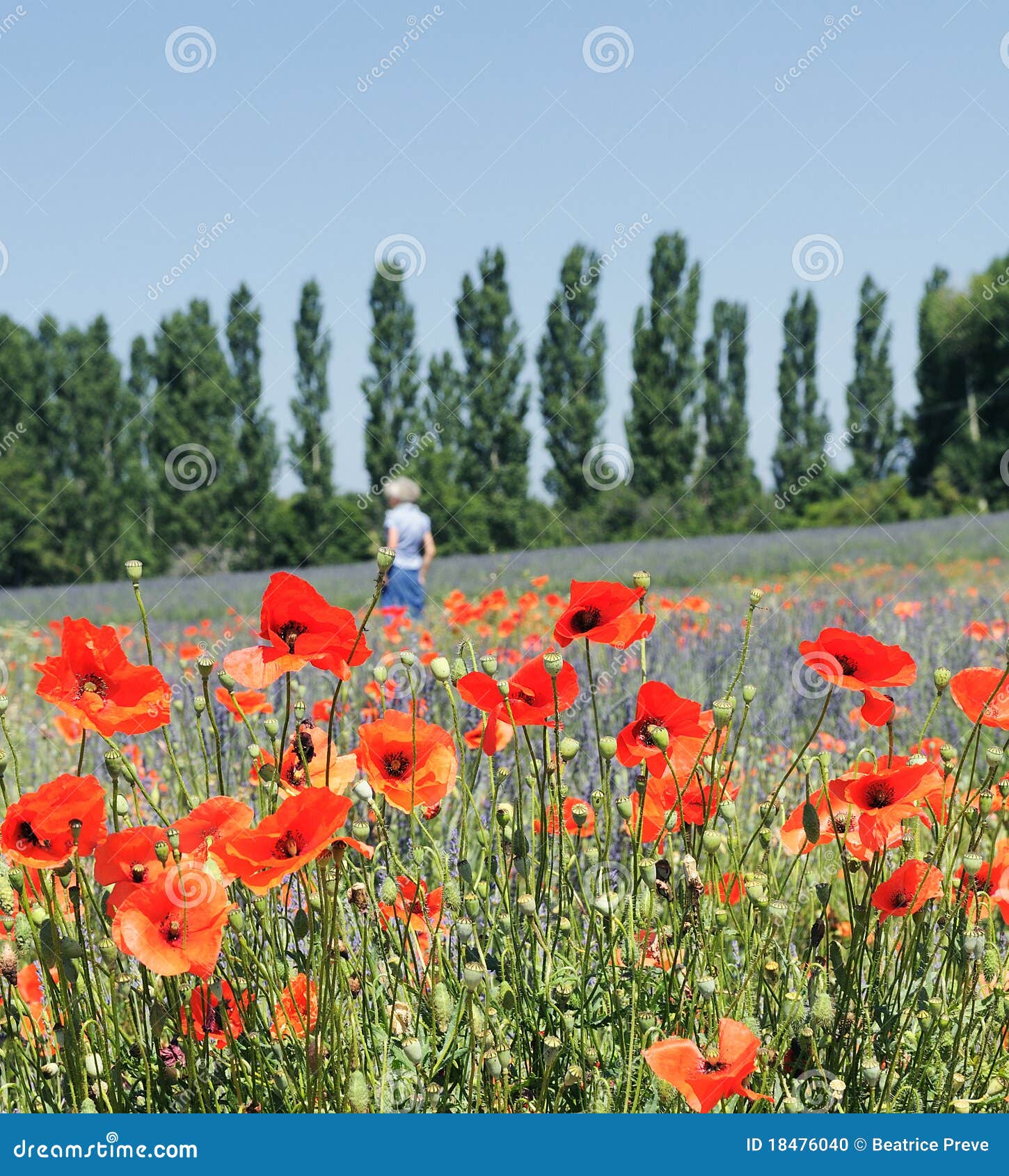 Walk in the Fields of Poppy and Lavender Stock Photo - Image of ...