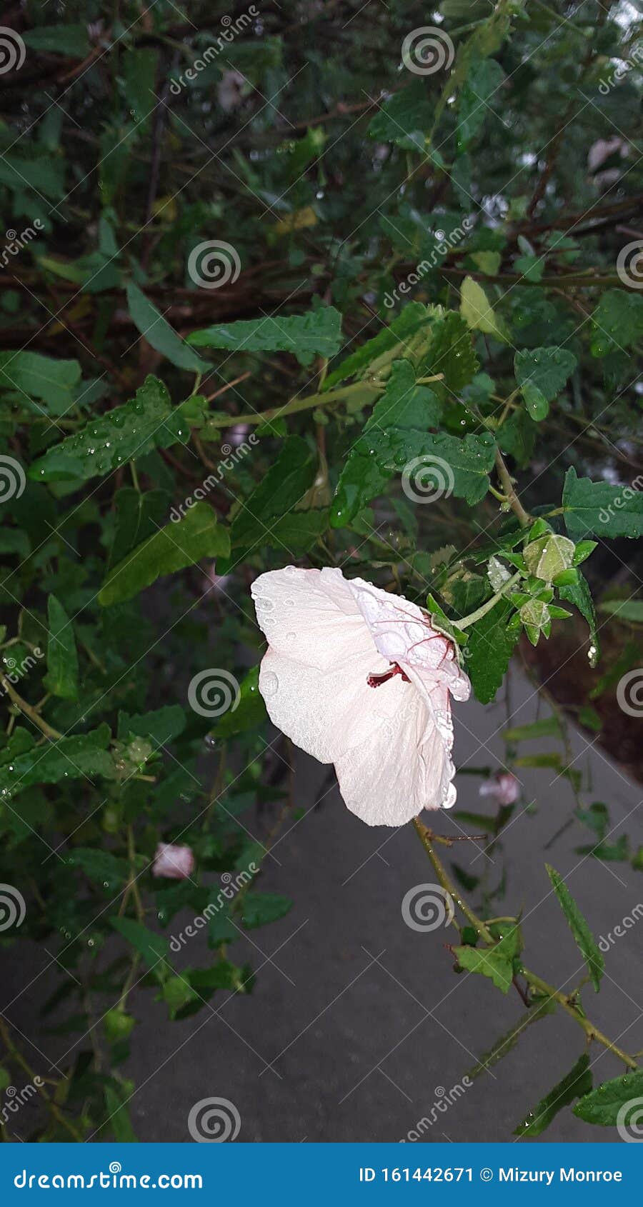 A Walk in Flower Park stock image. Image of flower, walk - 161442671