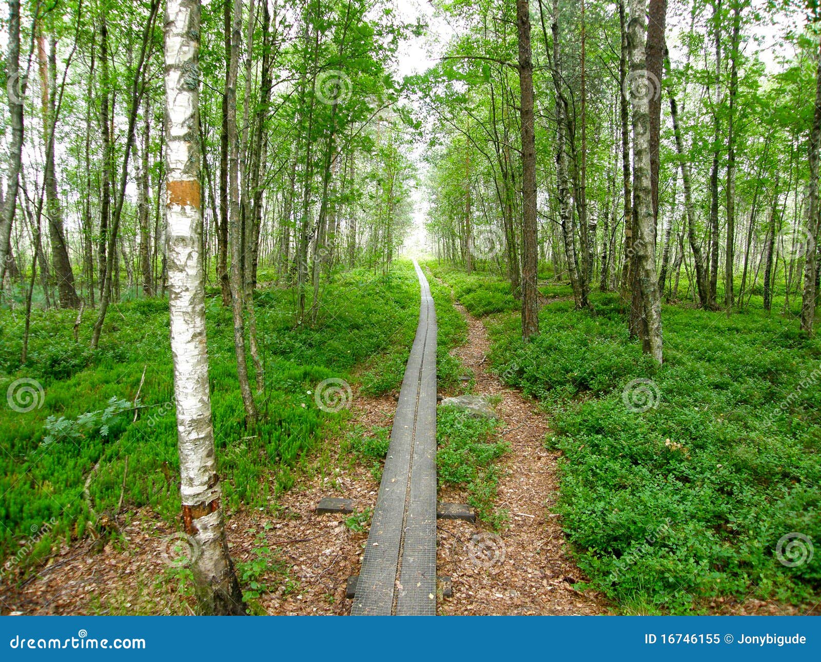 Walk through the forest stock image. Image of green, pathway - 16746155