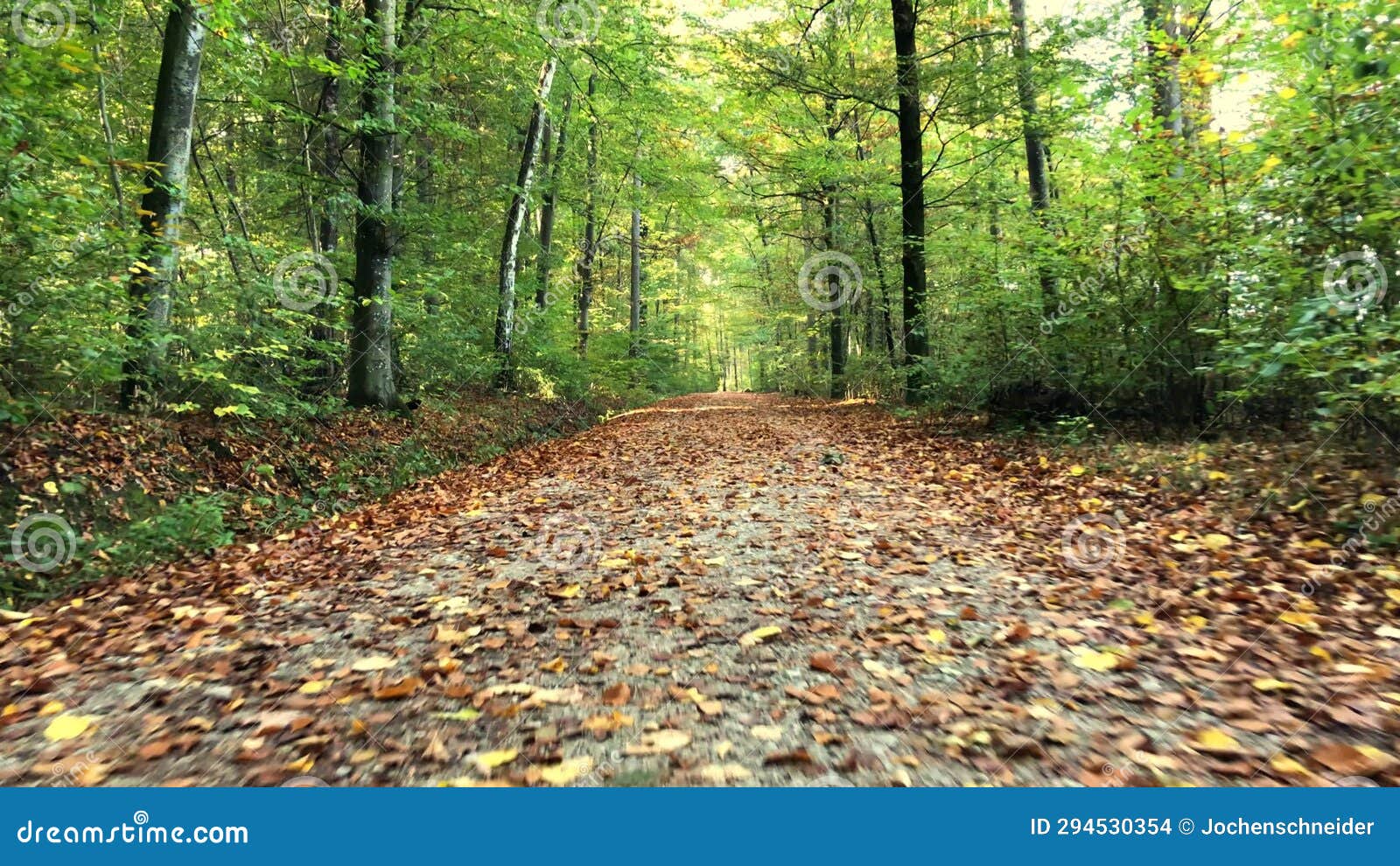 Walk in a Forest in Autumn on a Track with Fallen Leaves Stock Footage ...