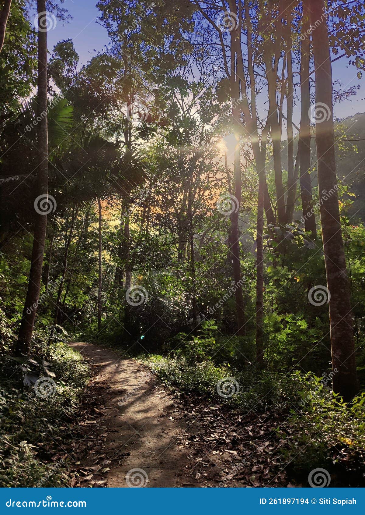 Walk in the Forest in Bandung Stock Photo - Image of trees, forest ...