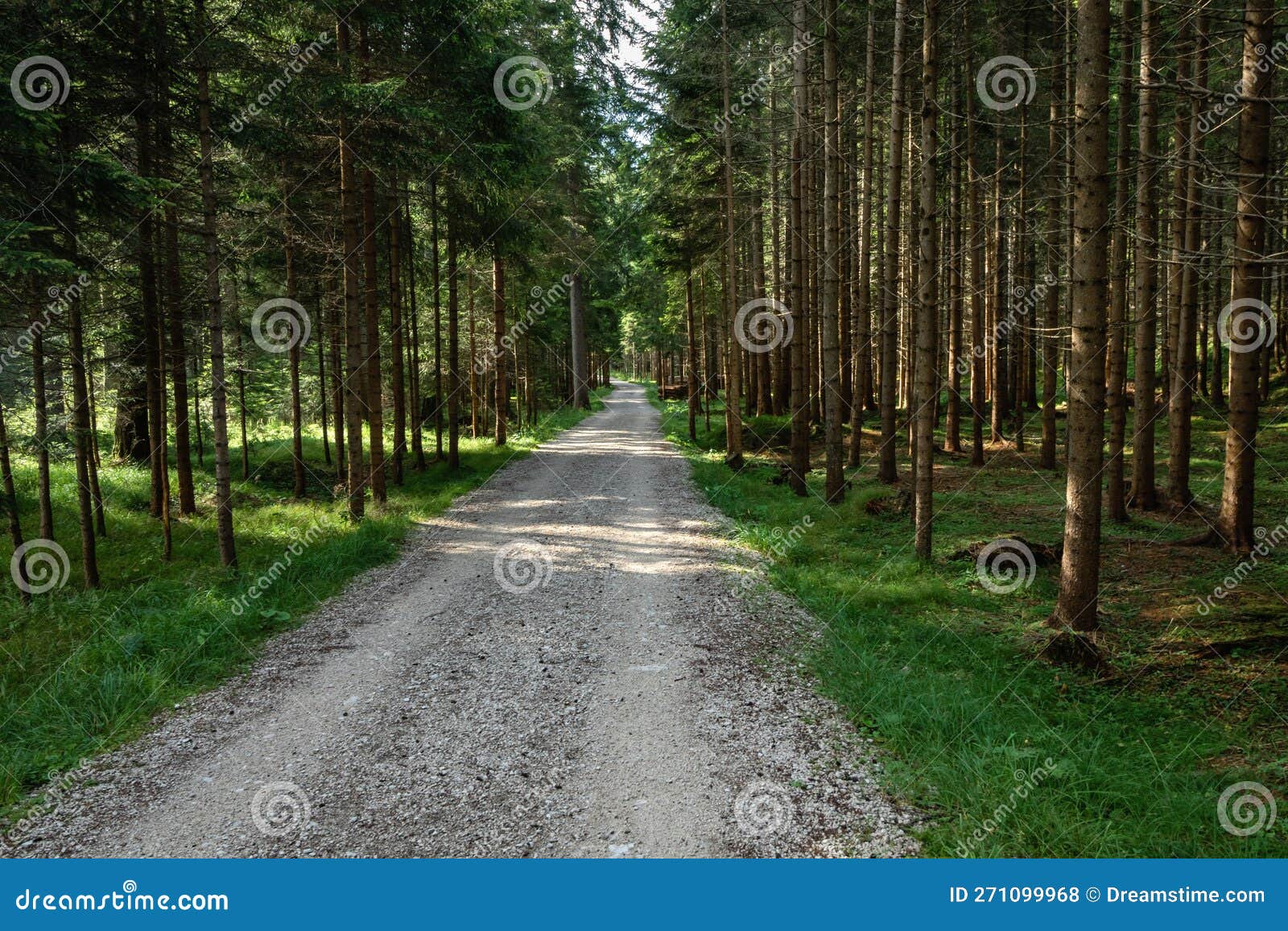 Walk through the Forest in the Italian Dolomites Stock Photo - Image of ...