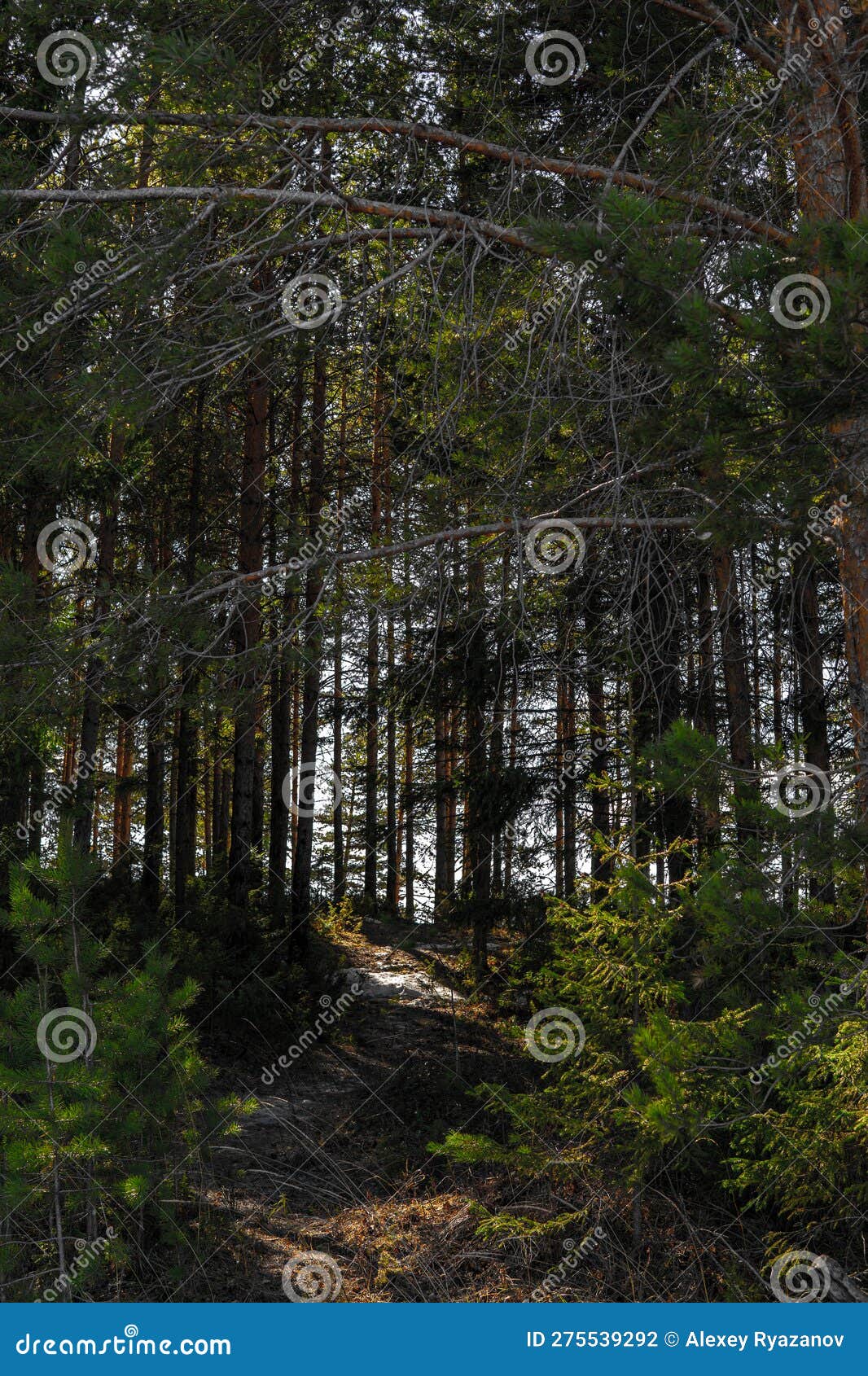 Walk through the Forest. Path through the Trees Stock Photo - Image of ...