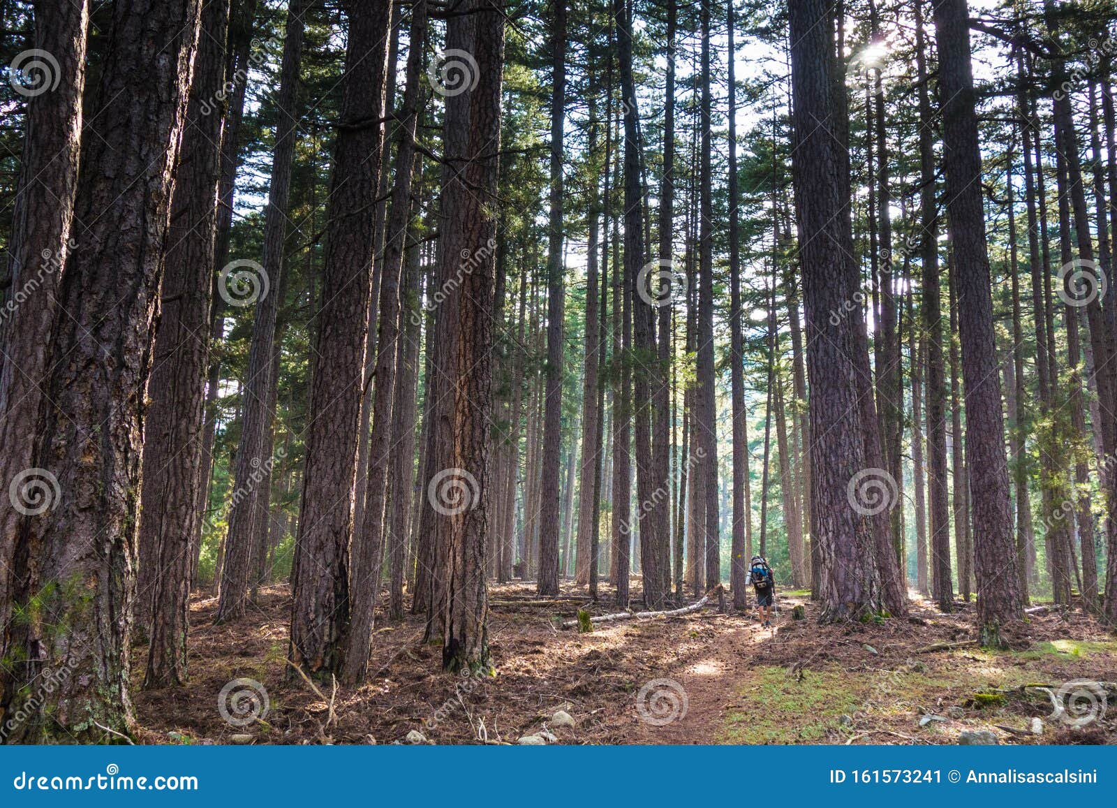 Walk into Forest Pine Trees Stock Image - Image of corsica, environment ...