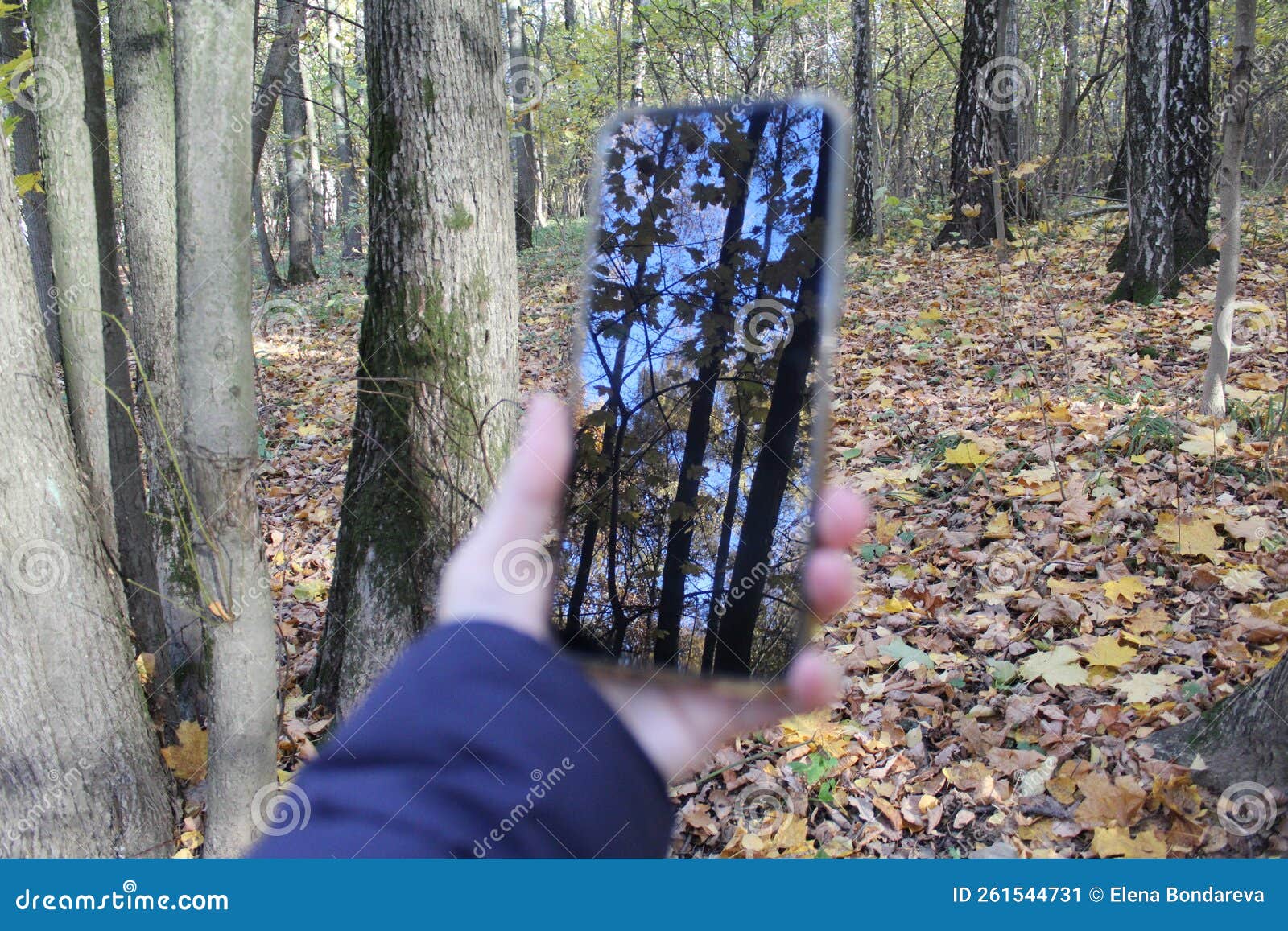 A Walk through the Forest and a Smartphone in Your Hand with a ...