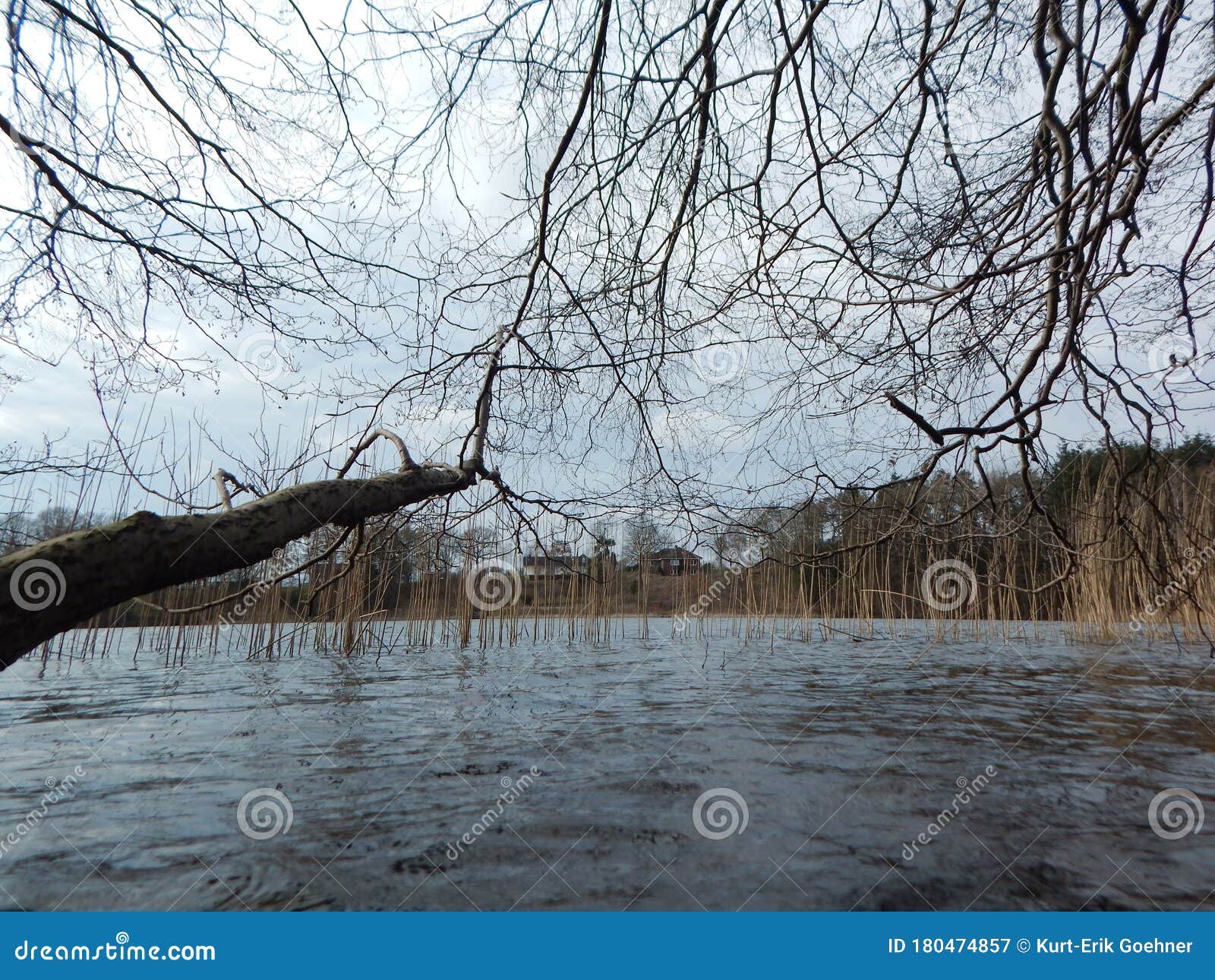 Walk through the Forest in Spring Stock Image - Image of flower, autumn ...