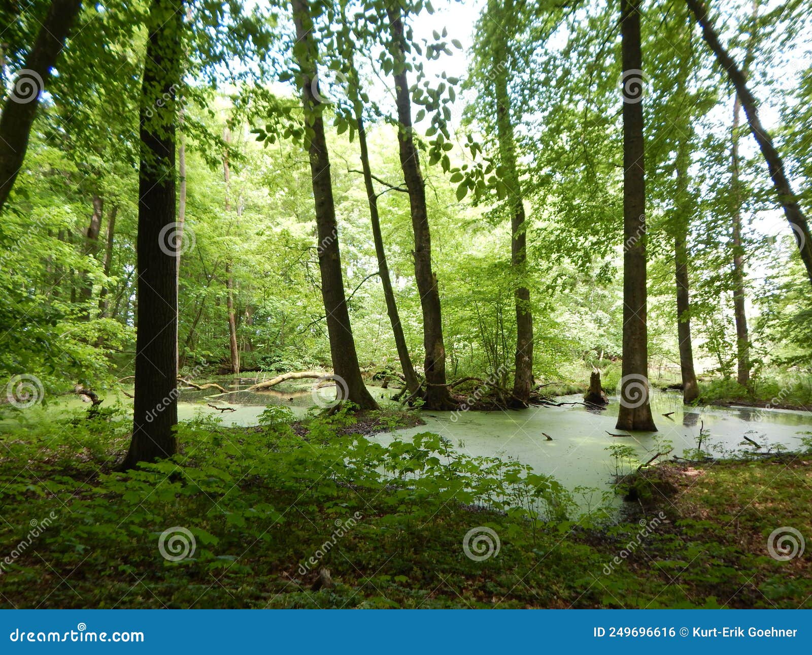 Walk through the Forest in Spring Stock Photo - Image of nature, stream ...