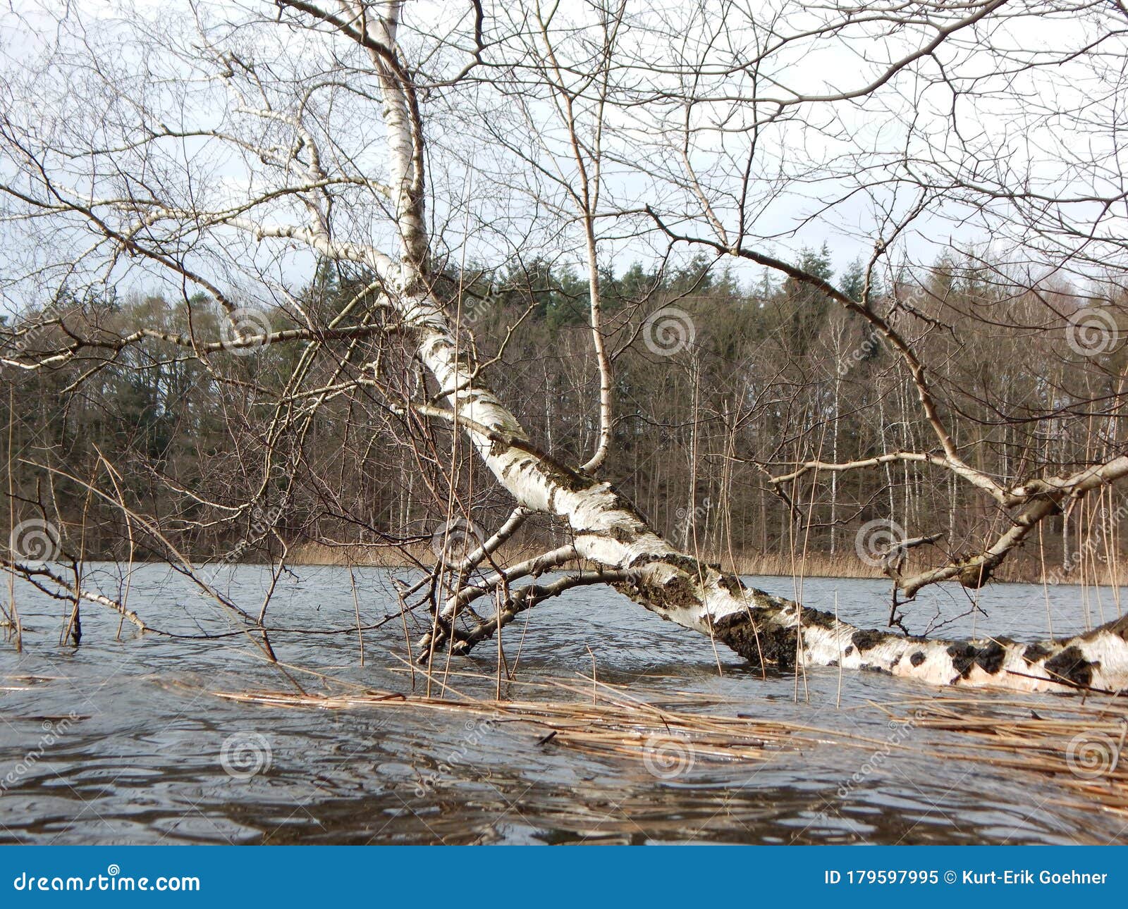 Walk through the Forest in Spring Stock Image - Image of bird, river ...
