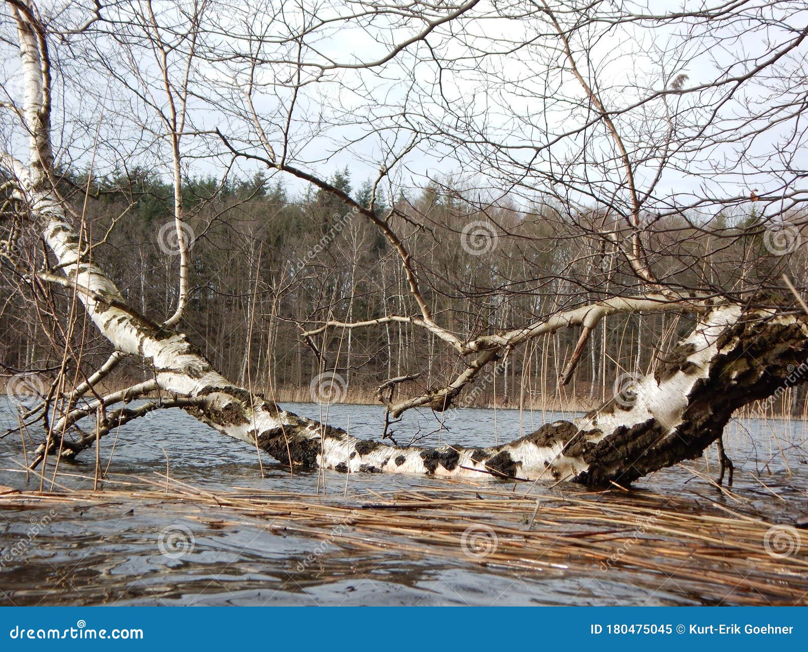 Walk through the Forest in Spring Stock Image - Image of river ...