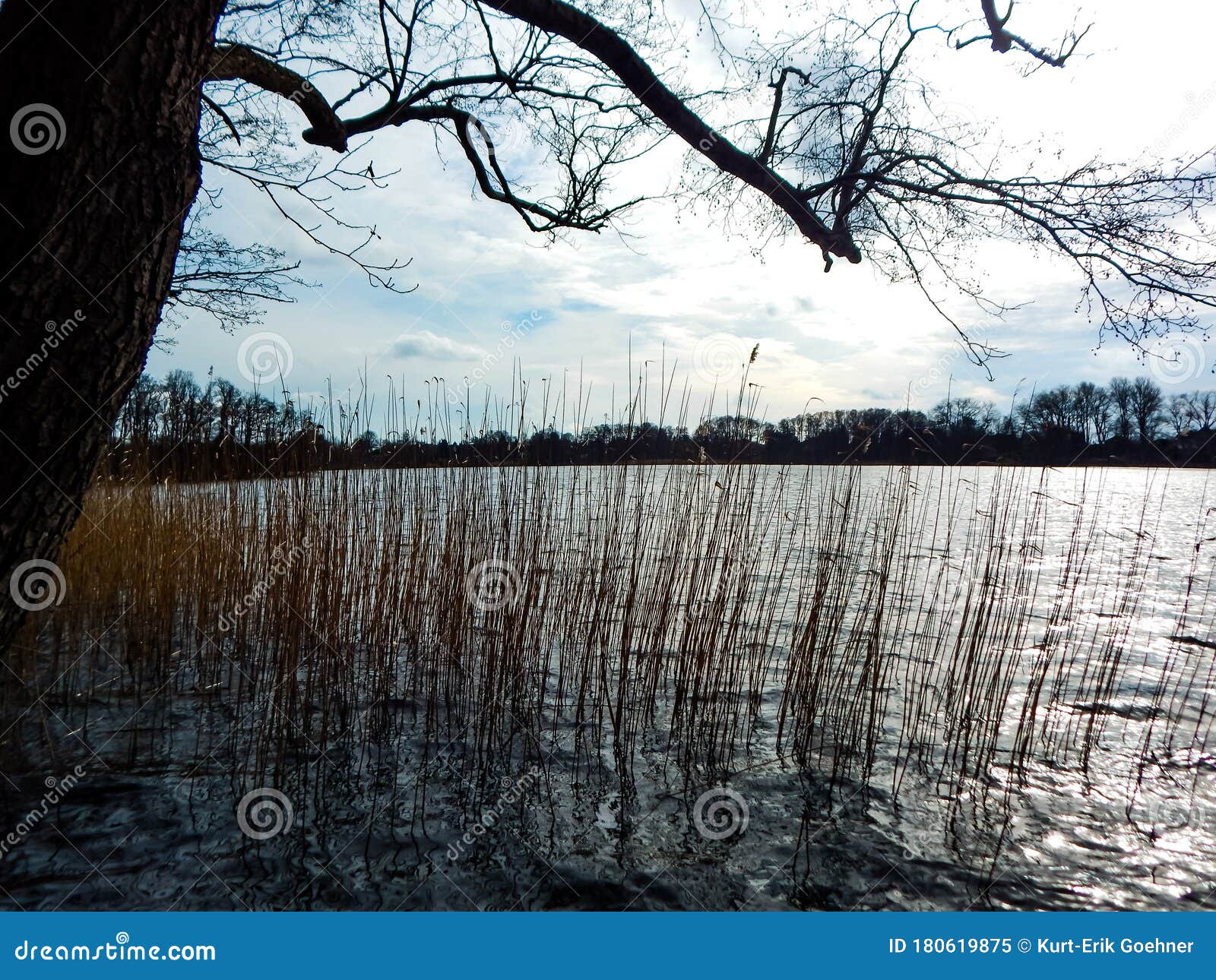 Walk through the Forest in Spring Stock Image - Image of freezing ...