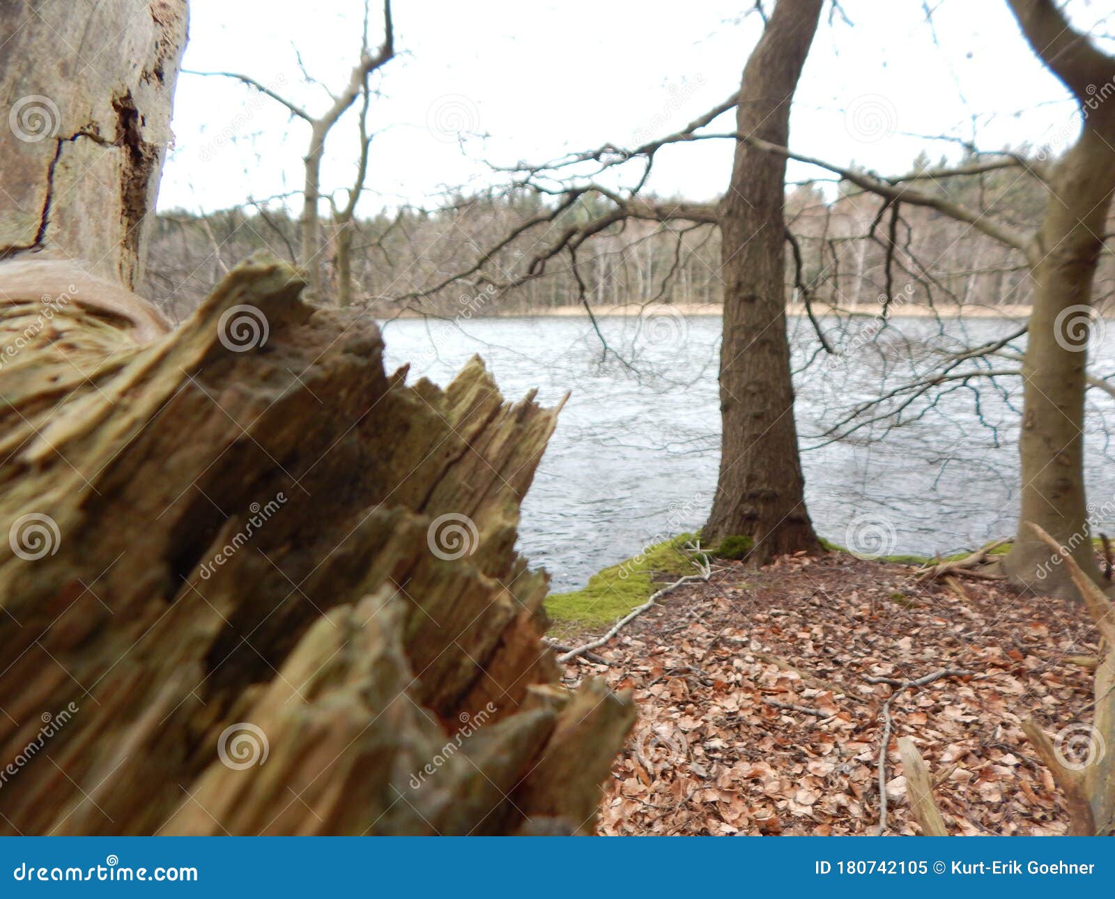 Walk through the Forest in Spring Stock Image - Image of woodland ...