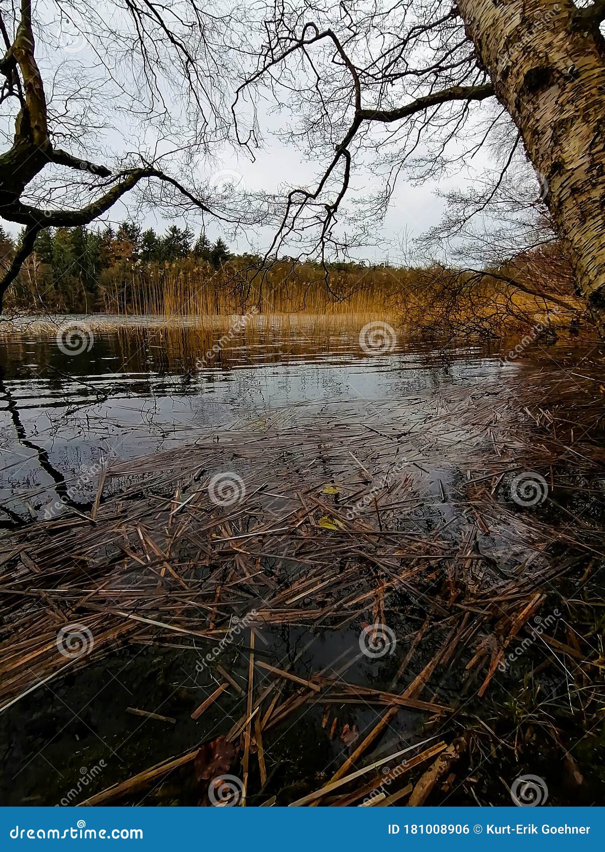 Walk through the Forest in Spring Stock Photo - Image of autumn, nature ...