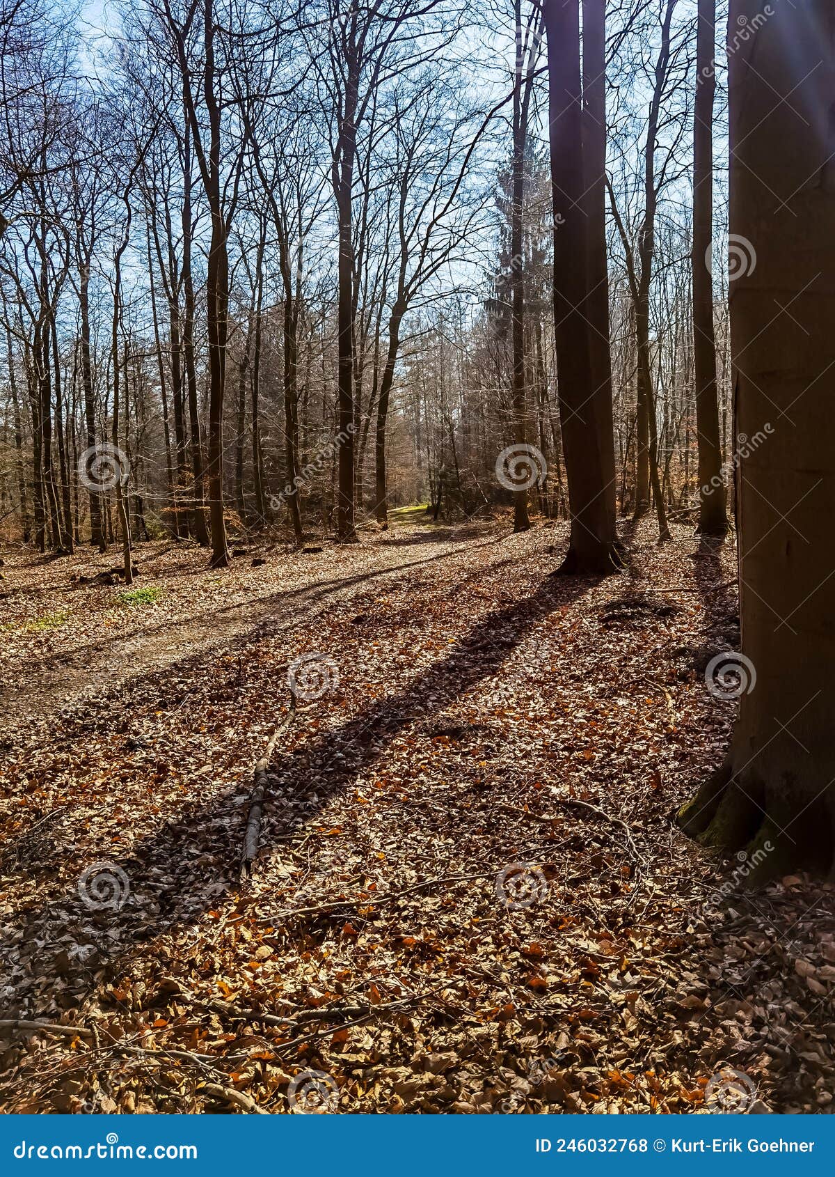Walk through the Forest in Spring Stock Photo - Image of wood, sunlight ...