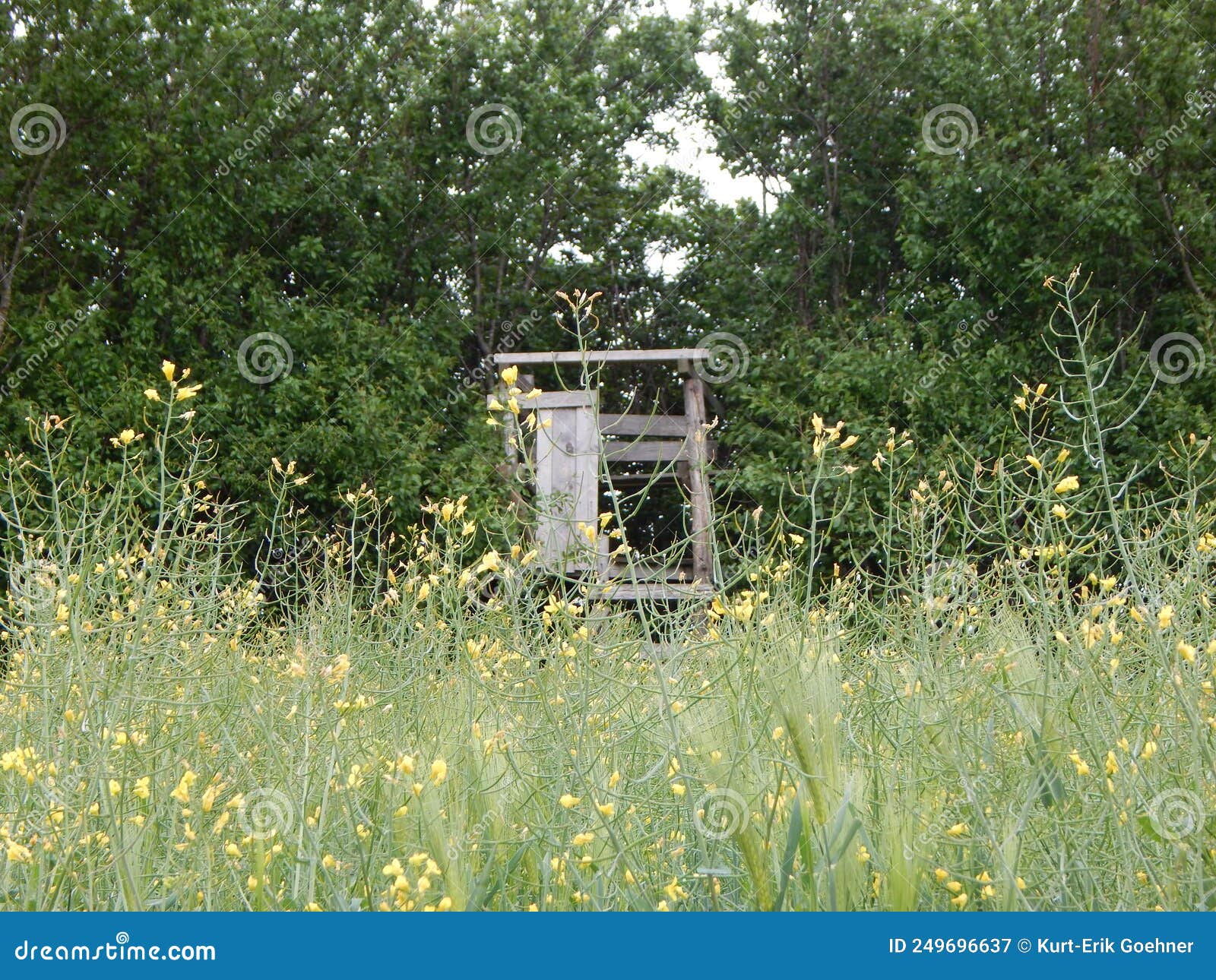 Walk through the Forest in Spring Stock Image - Image of tree, backyard ...