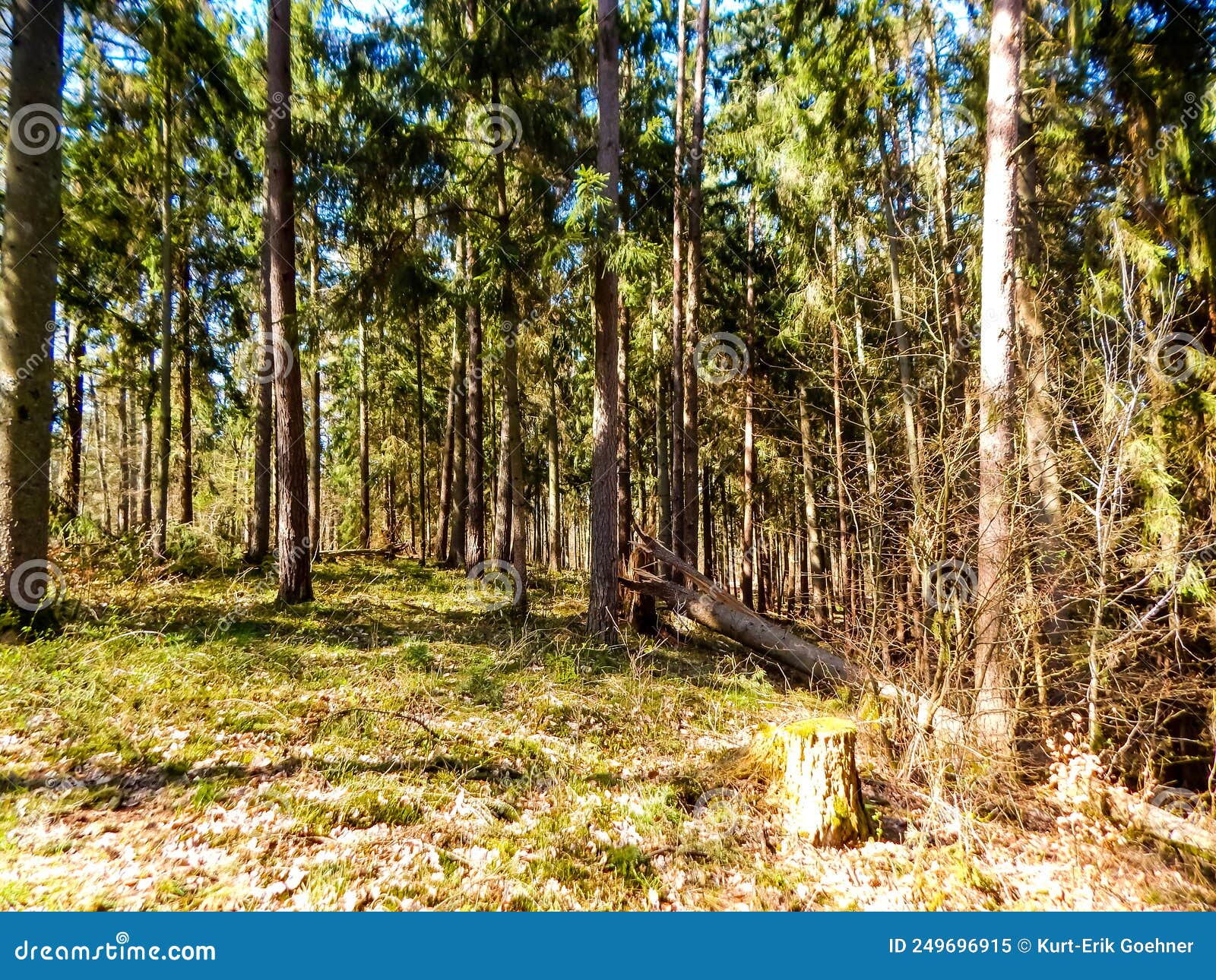 Walk through the Forest in Spring Stock Image - Image of deciduous ...